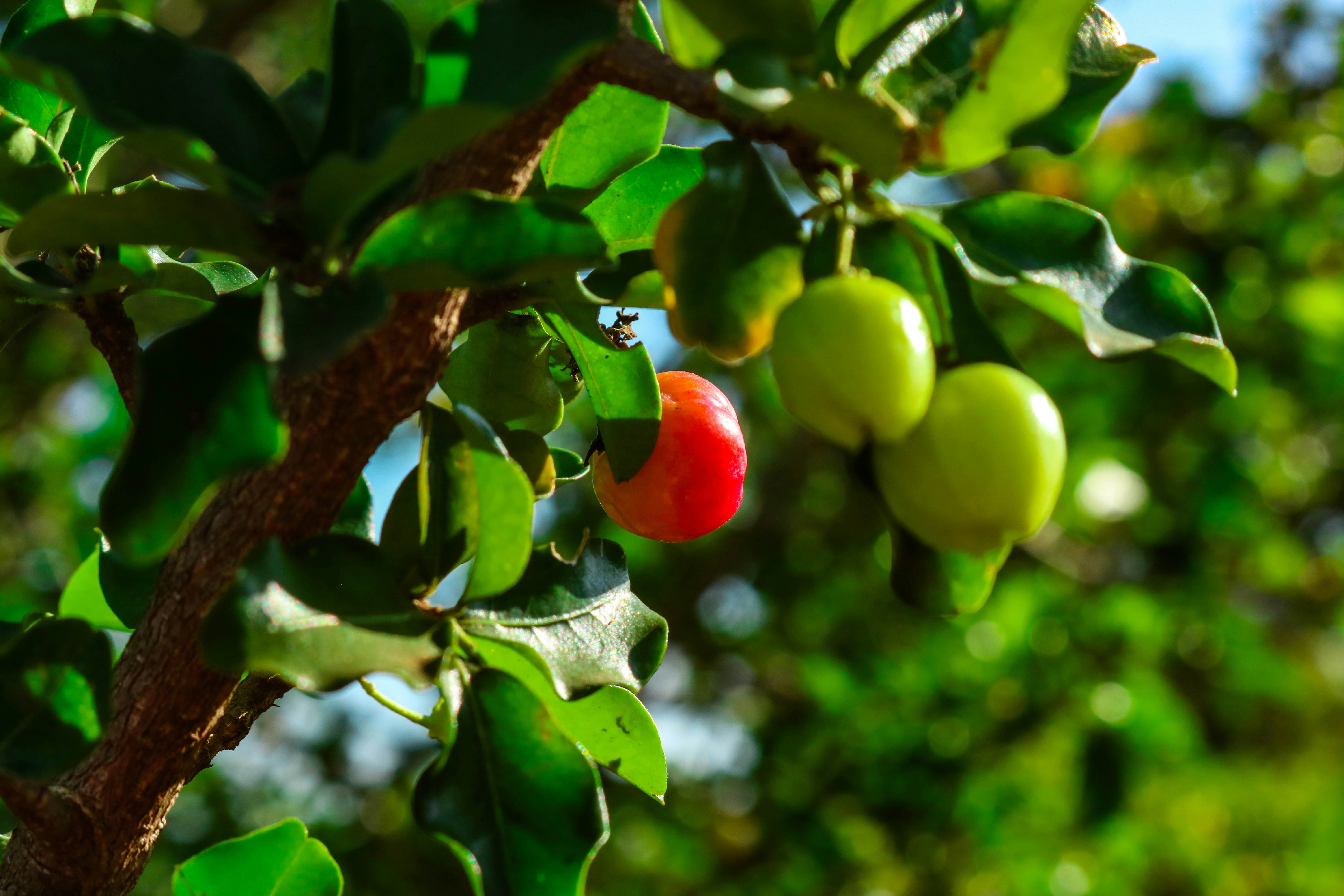 Un arbre avec des fruits qui poussent dessus photo – Photo Plante ...
