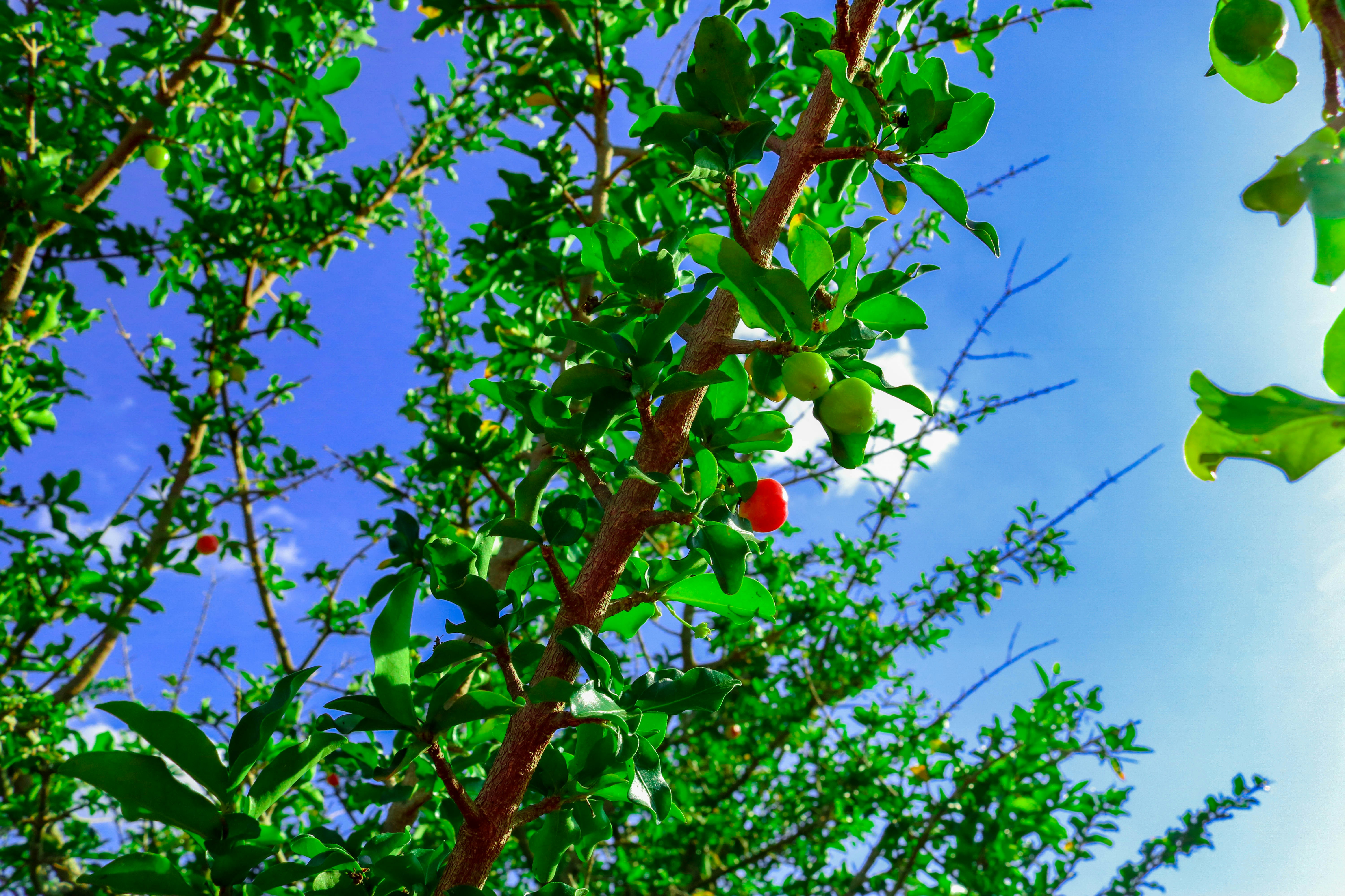 Un arbre avec des fruits photo – Photo Plante Gratuite sur Unsplash