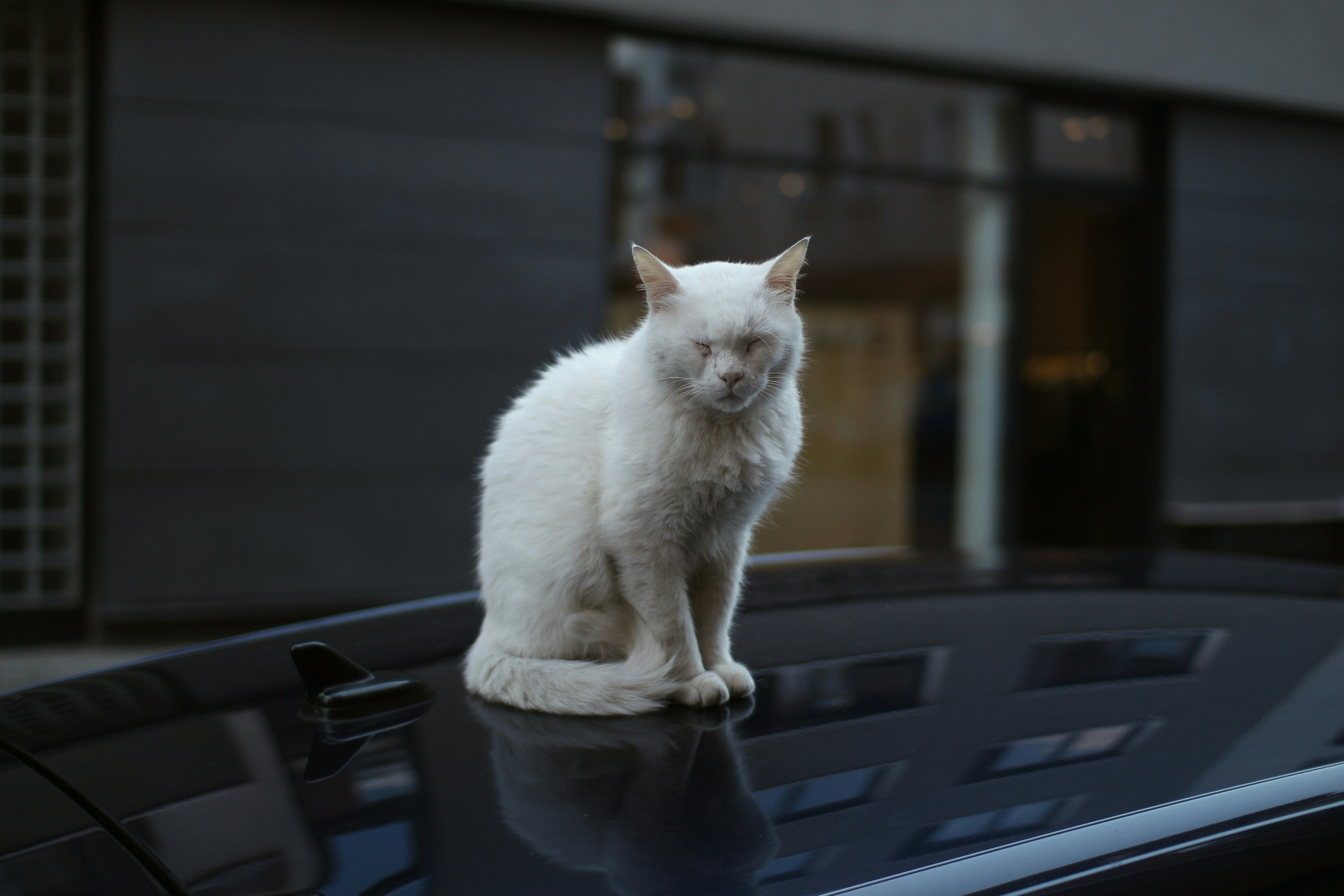 White Cat Perched on a Reflective Car Roof Amid City Reflections