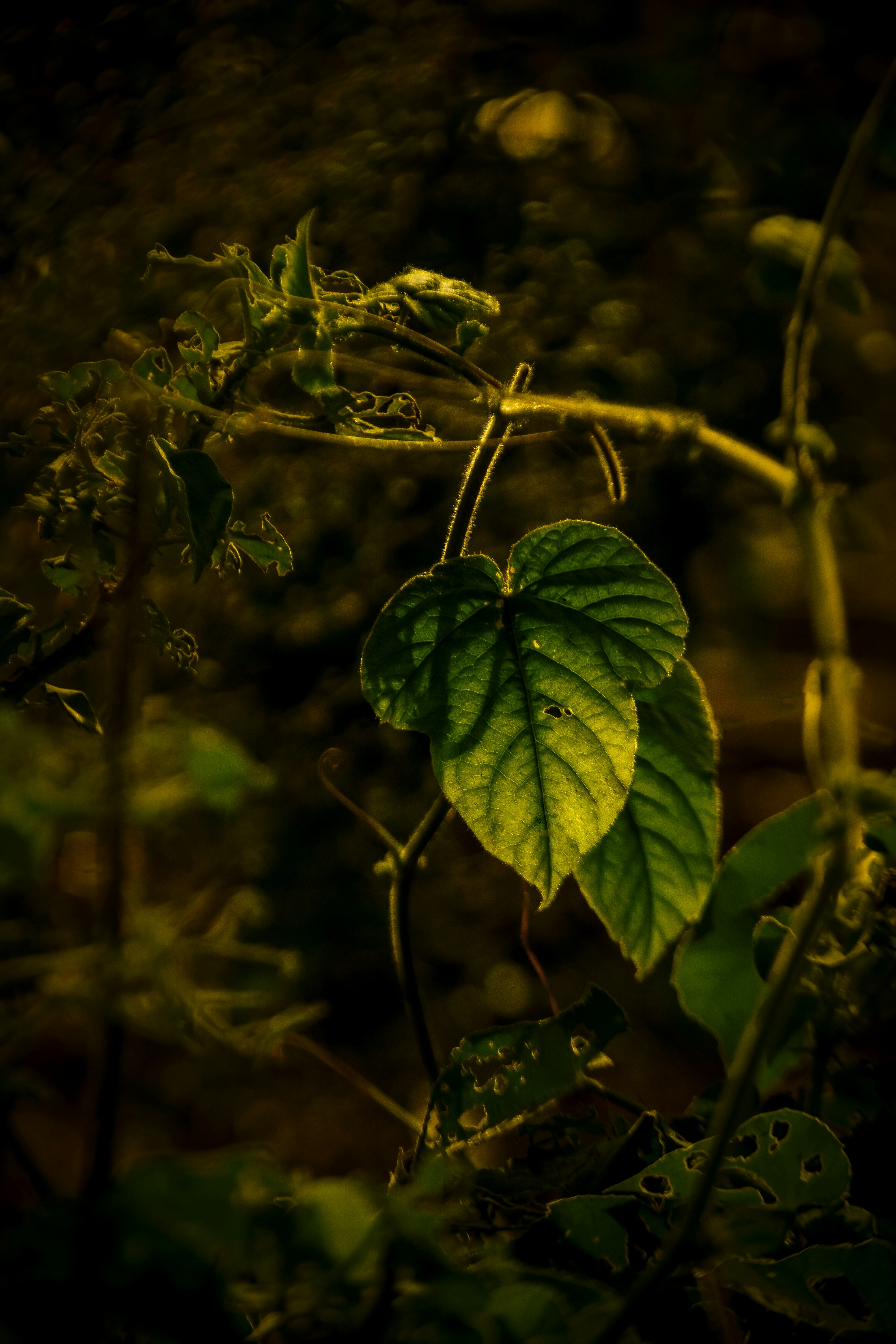 Two vibrant green leaves intertwined among a tangle of branches, illuminated by soft, diffused light. The intricate details of the leaves showcase their texture and vitality.
