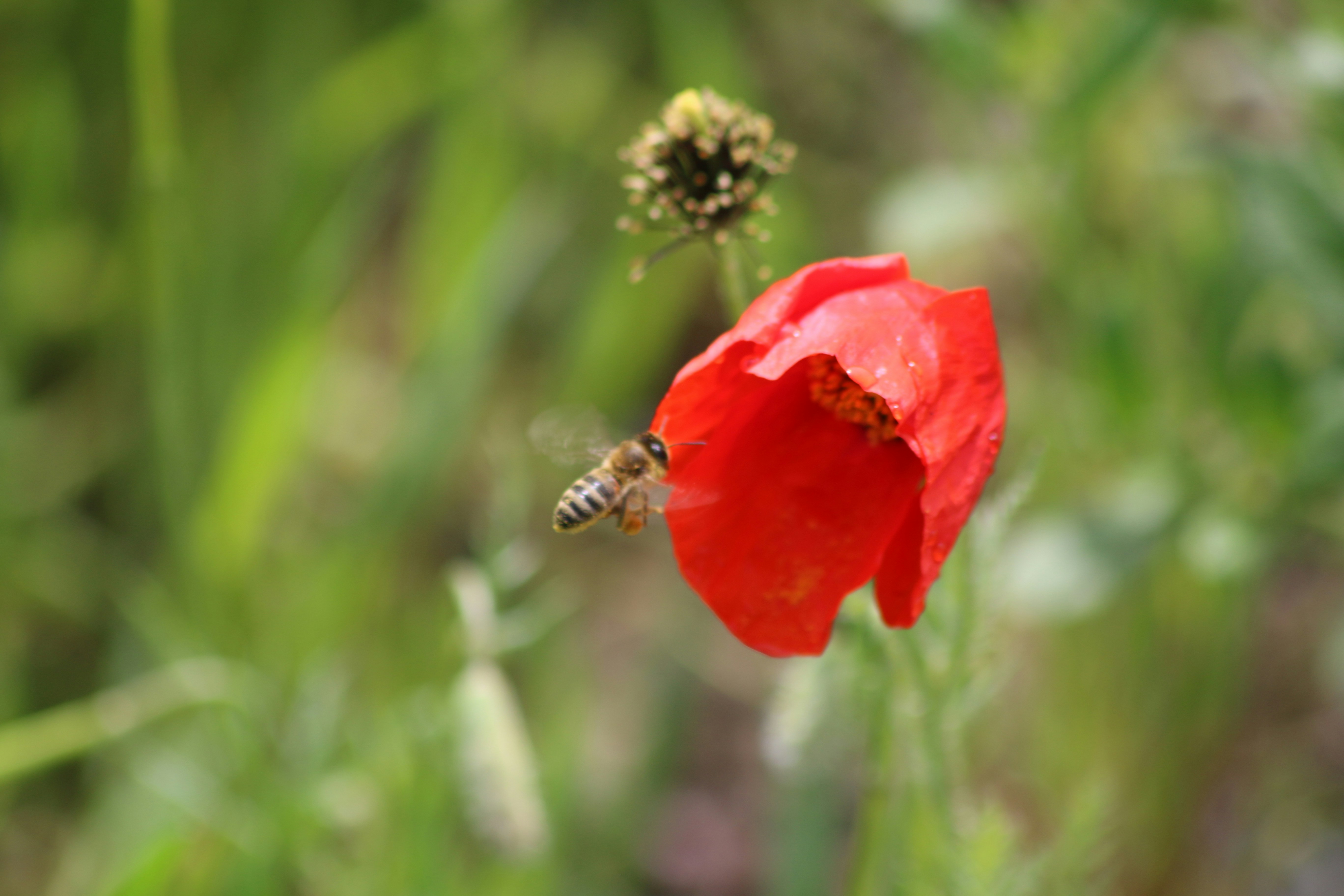 Bee Navigates a Crimson Poppy in a Soft-Focus Meadow