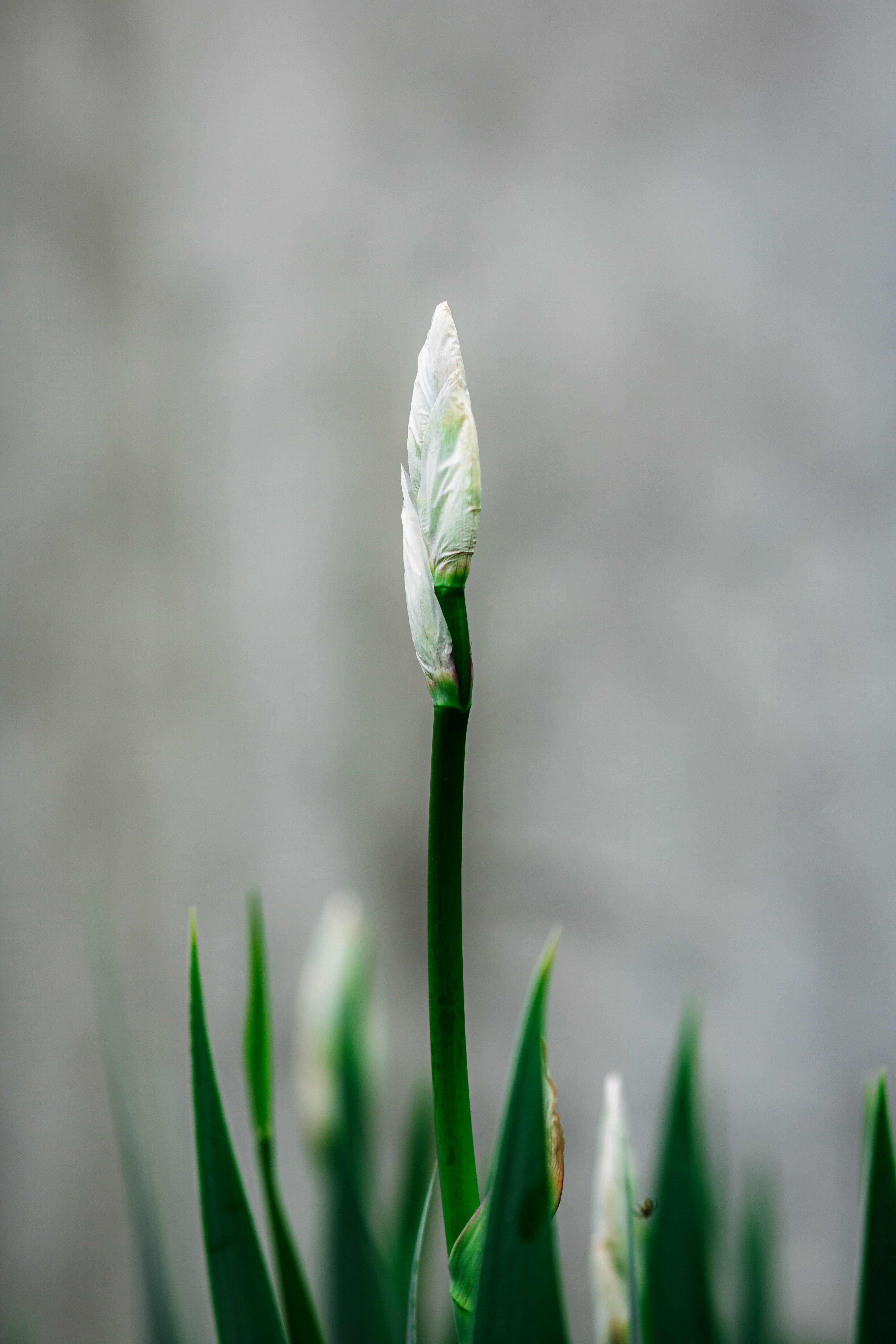 Emerging Bud: A Close-Up of a Delicate Shoot Reaching for Light