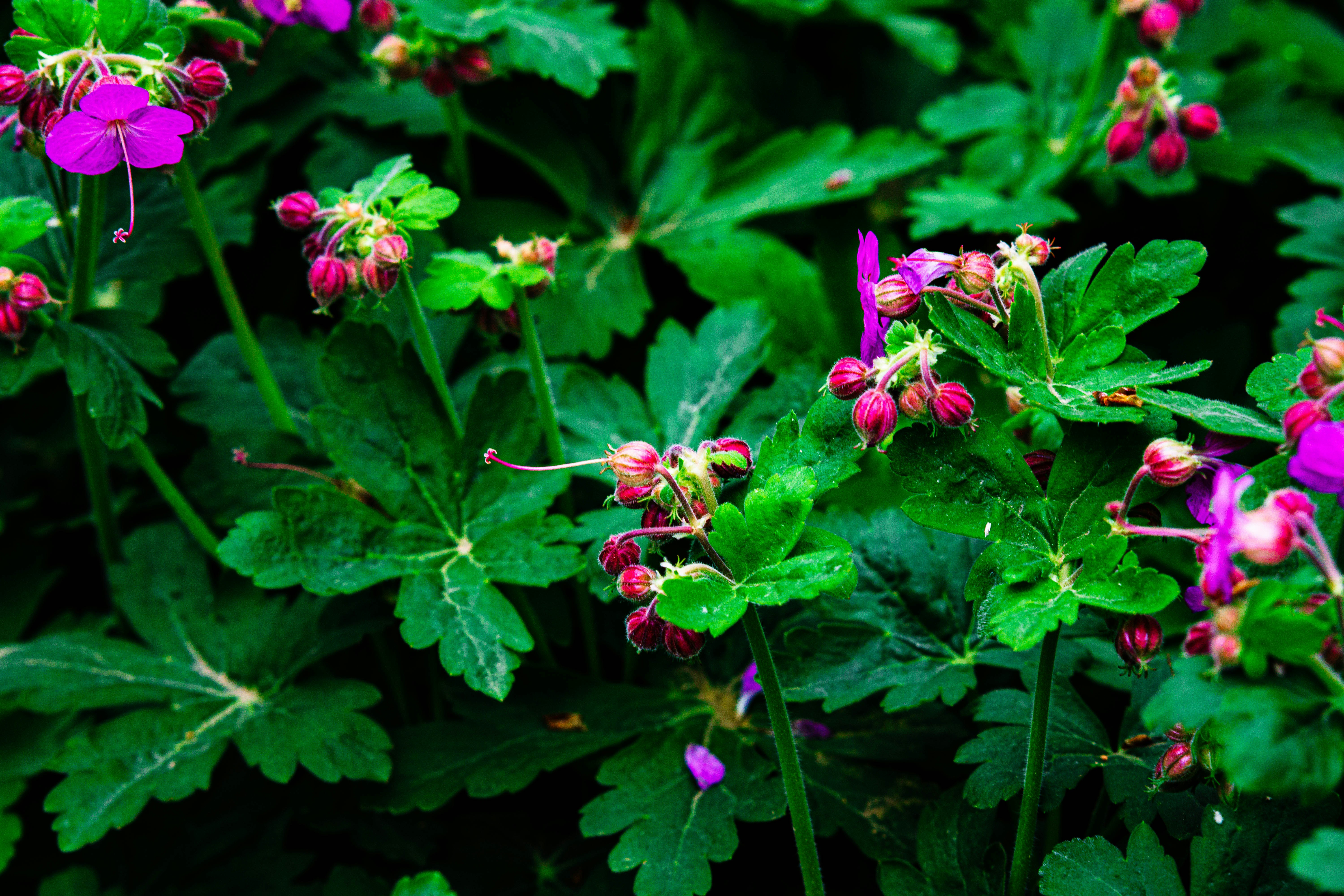 Pink Pelargonium Buds Thread Through a Dense Green Tapestry