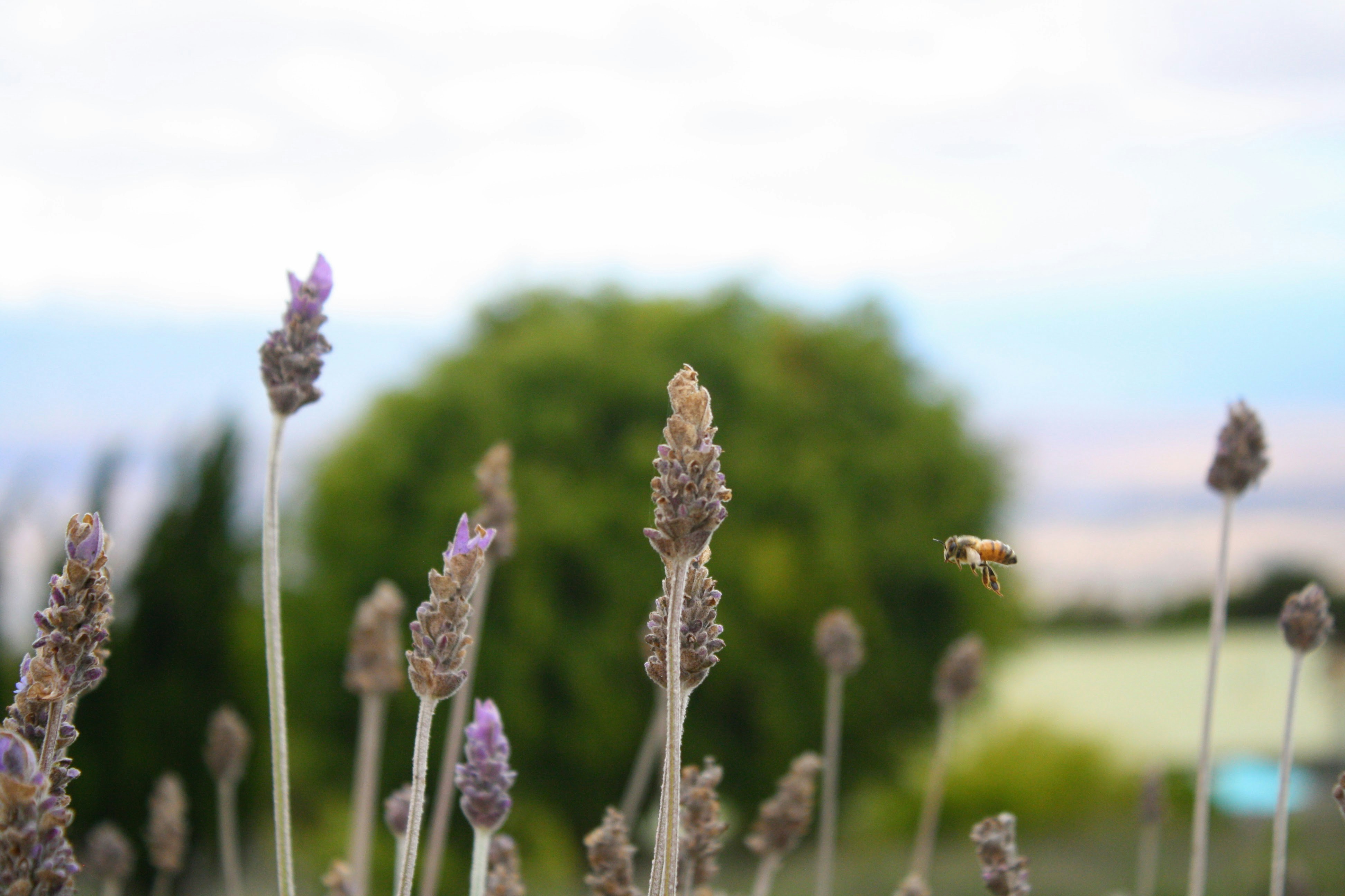 Bee in the Lavender Glade: a moment of pollination against a softly blurred countryside backdrop