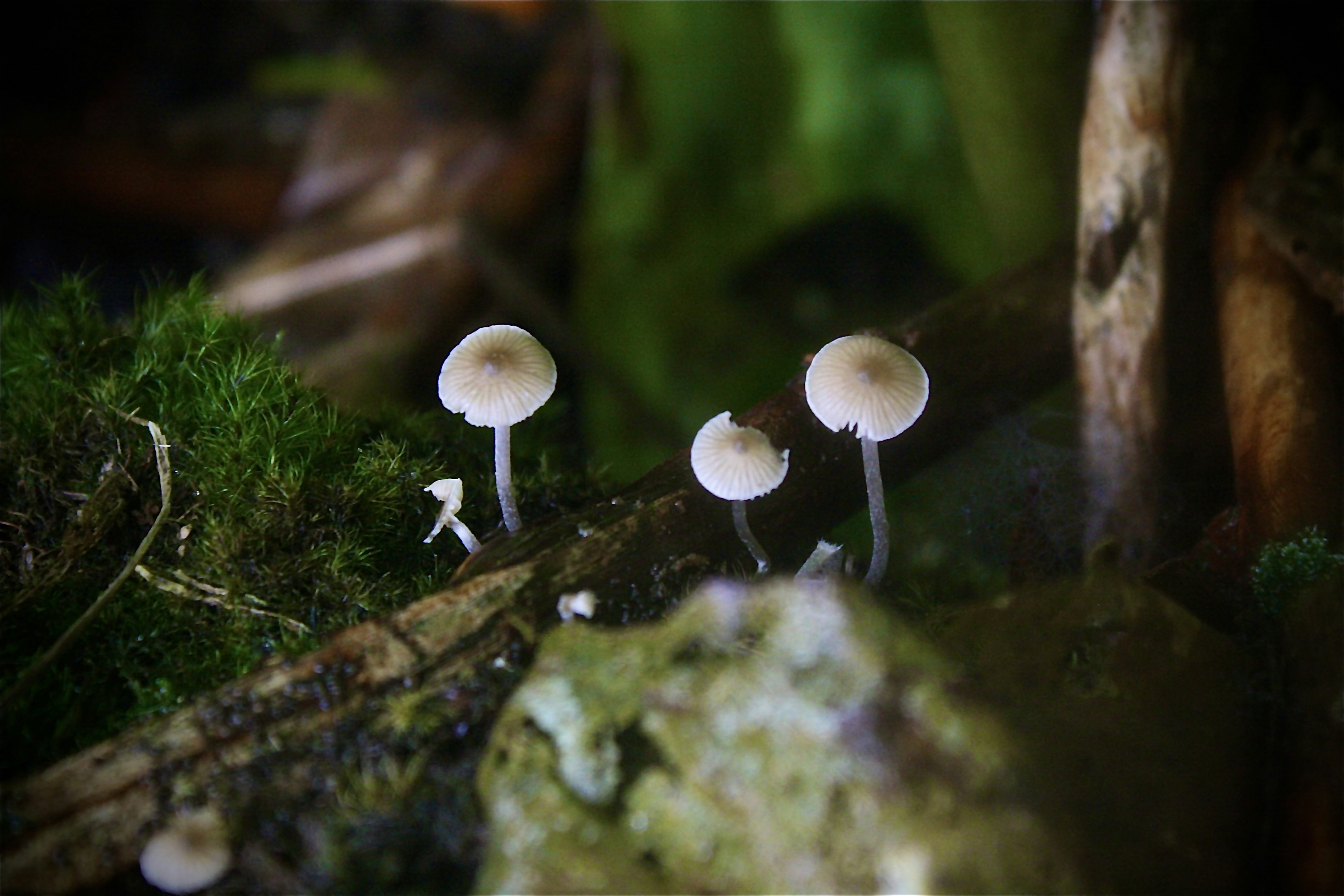 Whispering Caps Among Moss and Wood