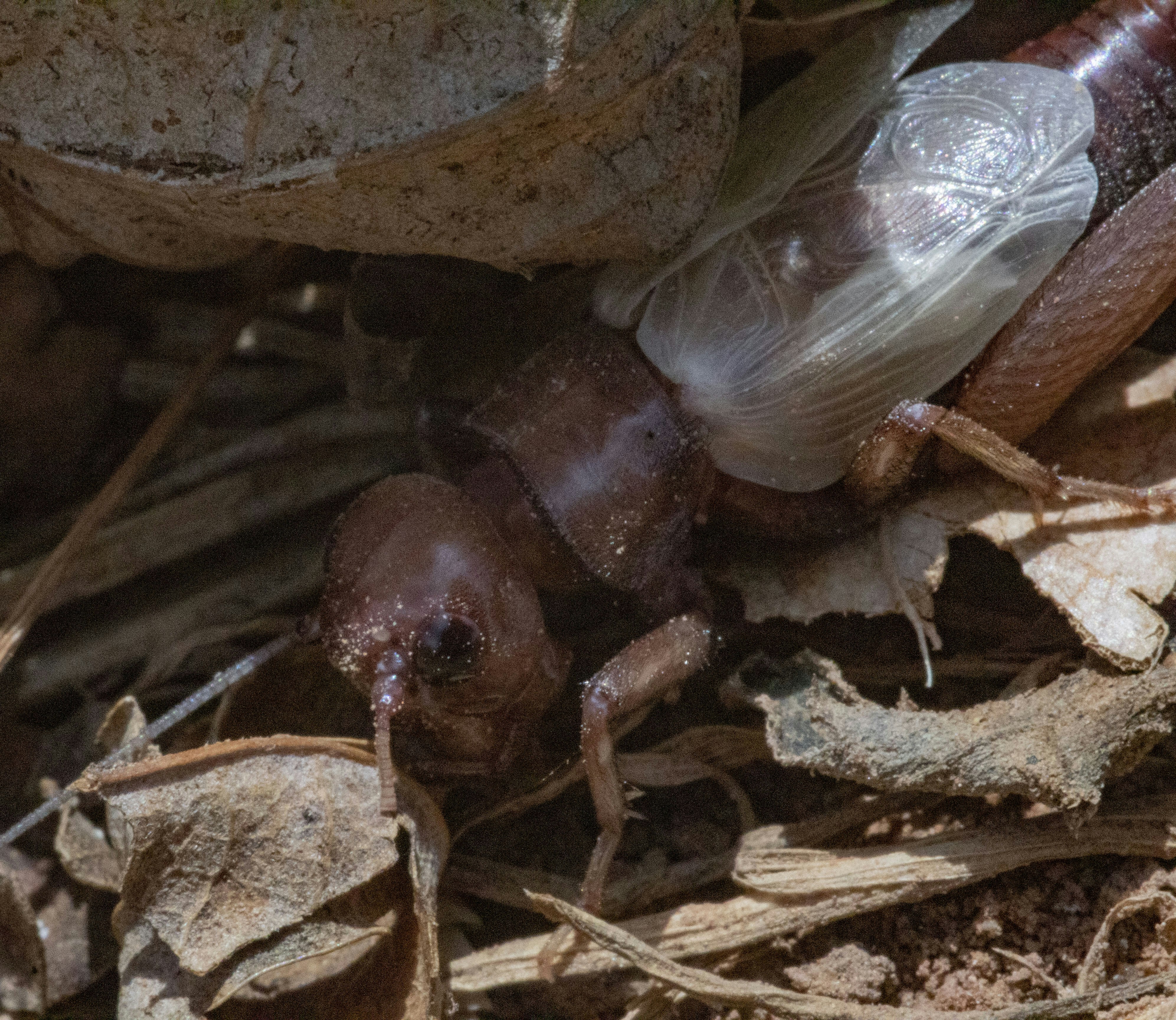 Forest Floor Encounter: A curled beetle amid dry leaves and debris
