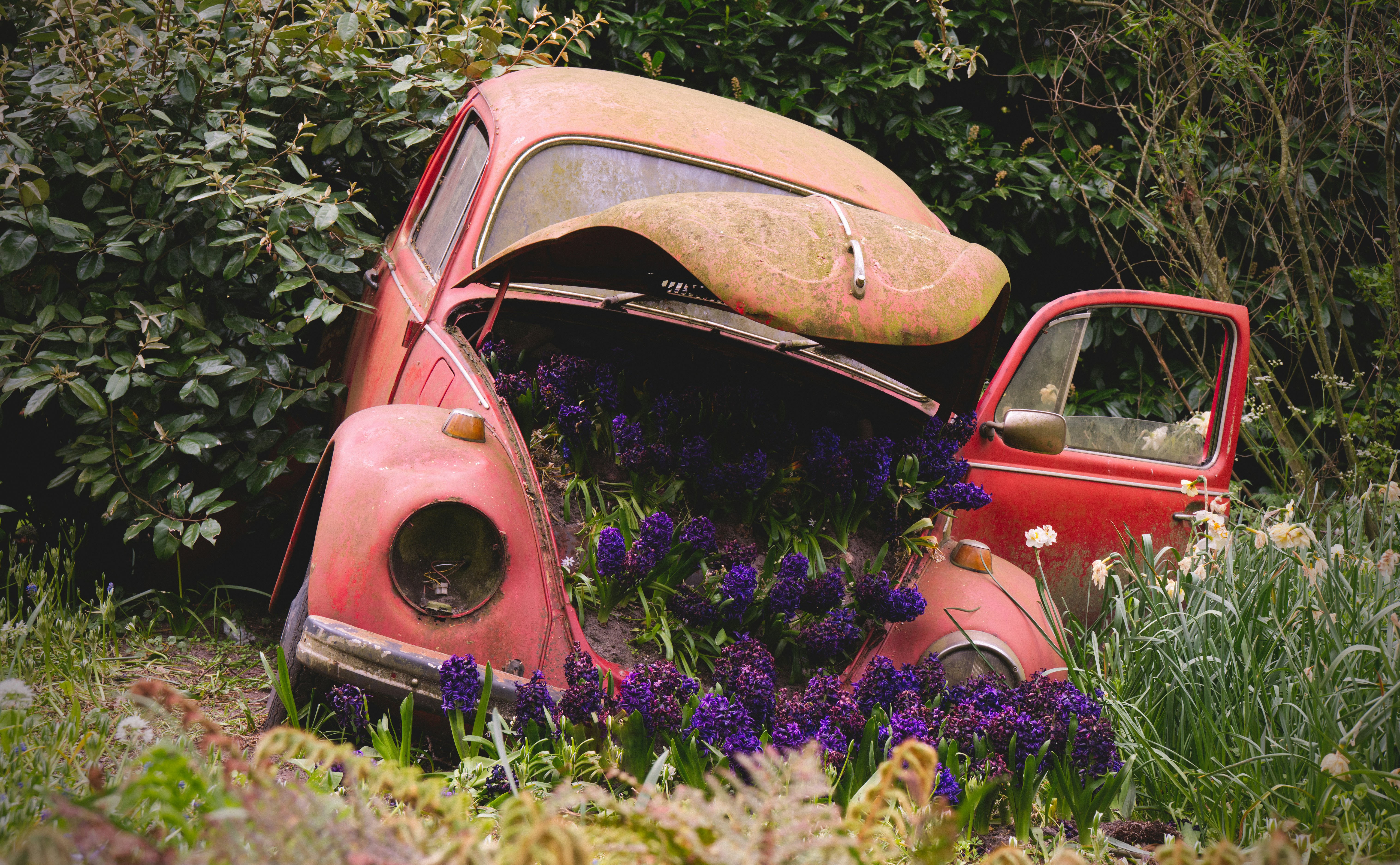 An old red car, its hood raised, filled with vibrant purple flowers, surrounded by lush greenery. A whimsical blend of nature and nostalgia.