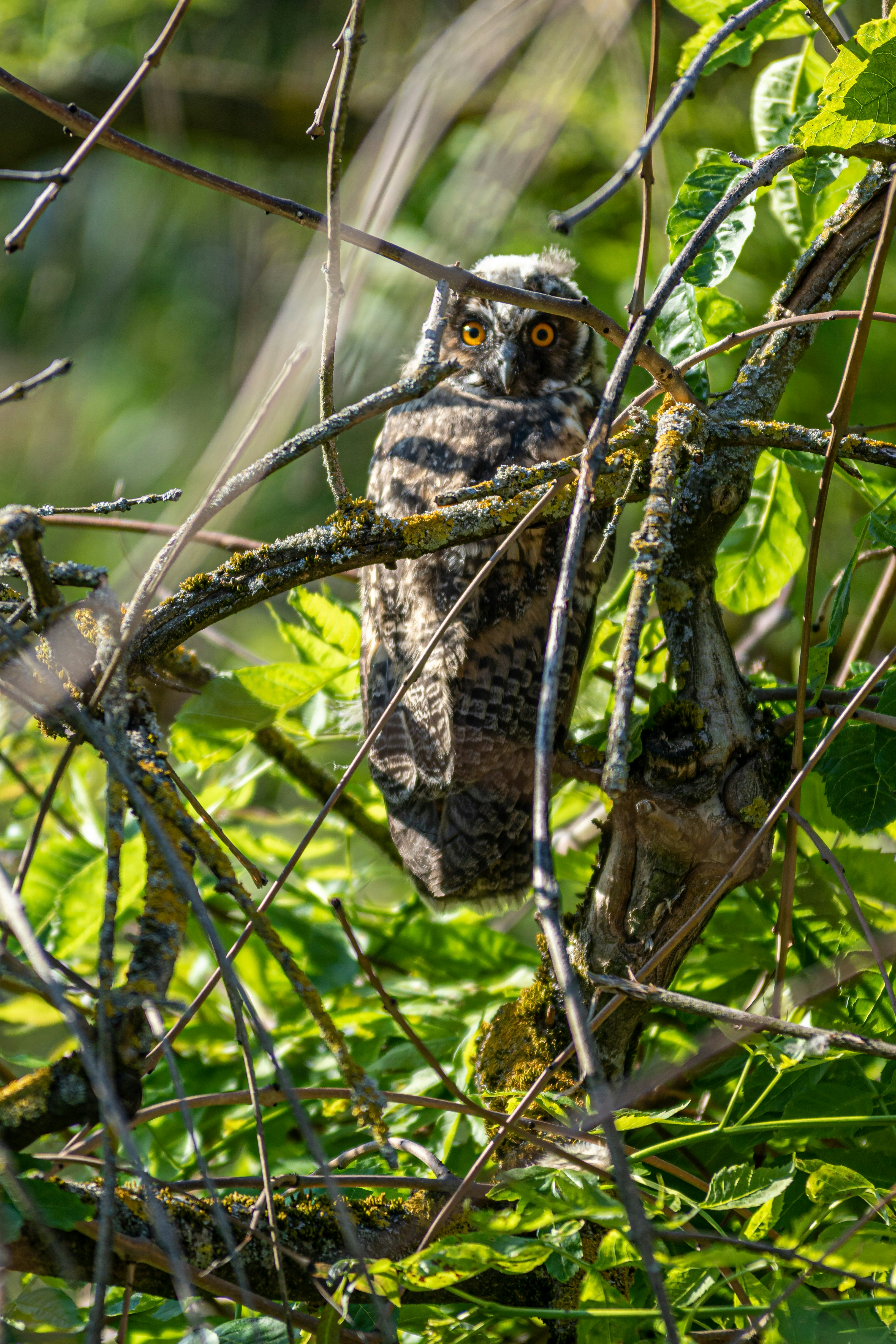 Long-eared owl living in my Garden. One young Owl sitting in a Tree.