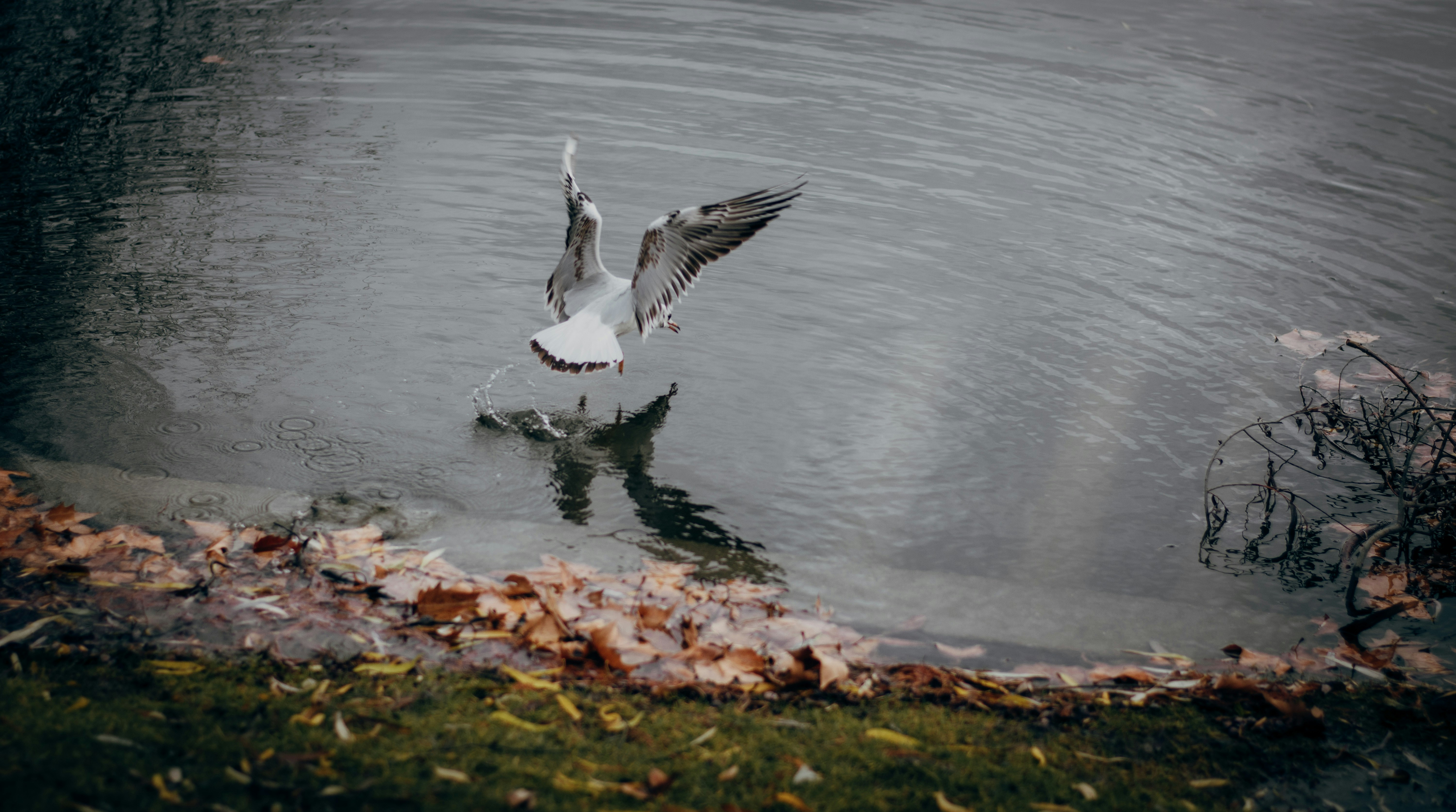 Wingbeat over the Quiet Shore