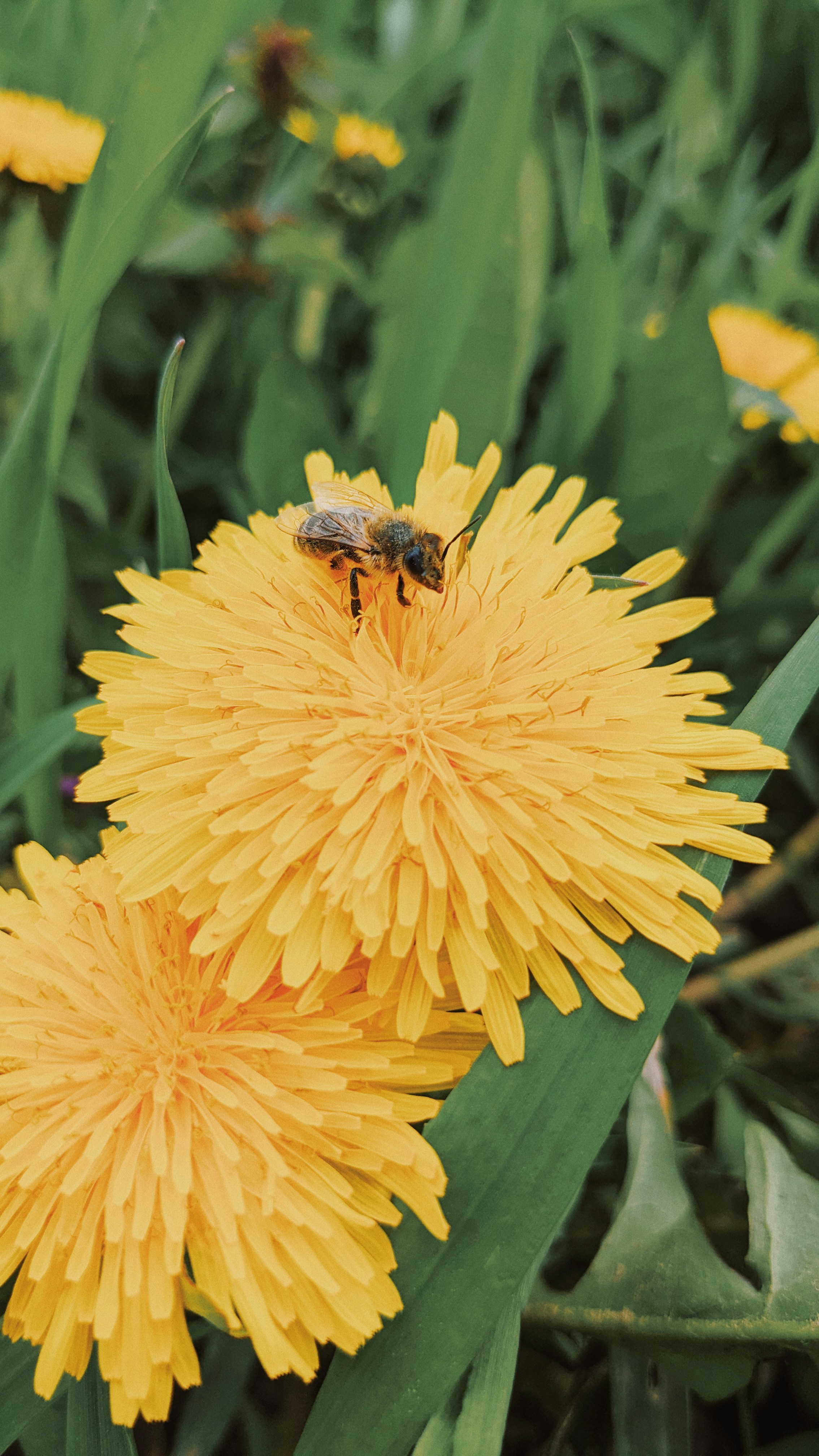 a bee on a yellow flower