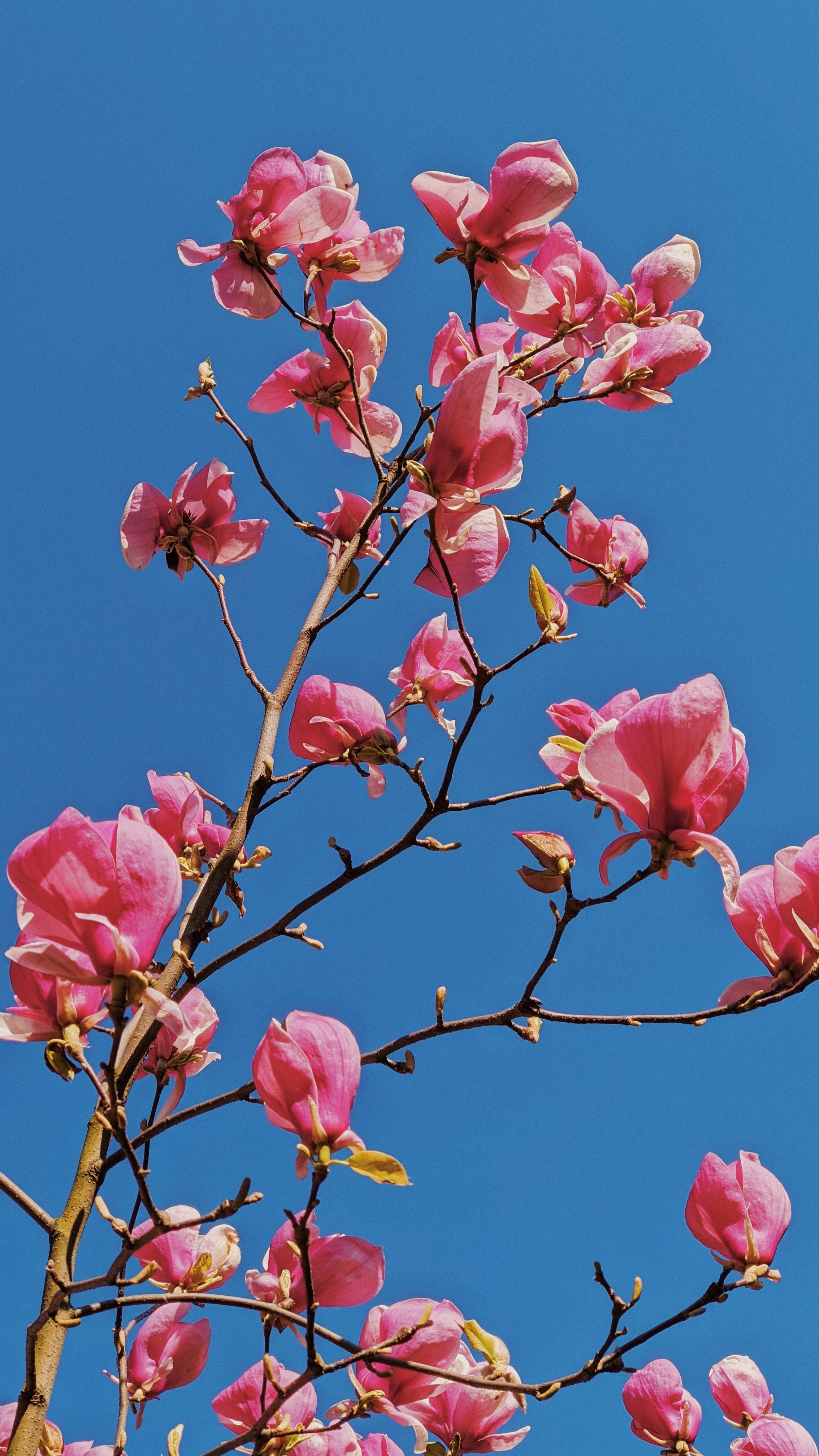 Pink magnolia blossoms on slender branches against a clear blue sky. Photograph.
