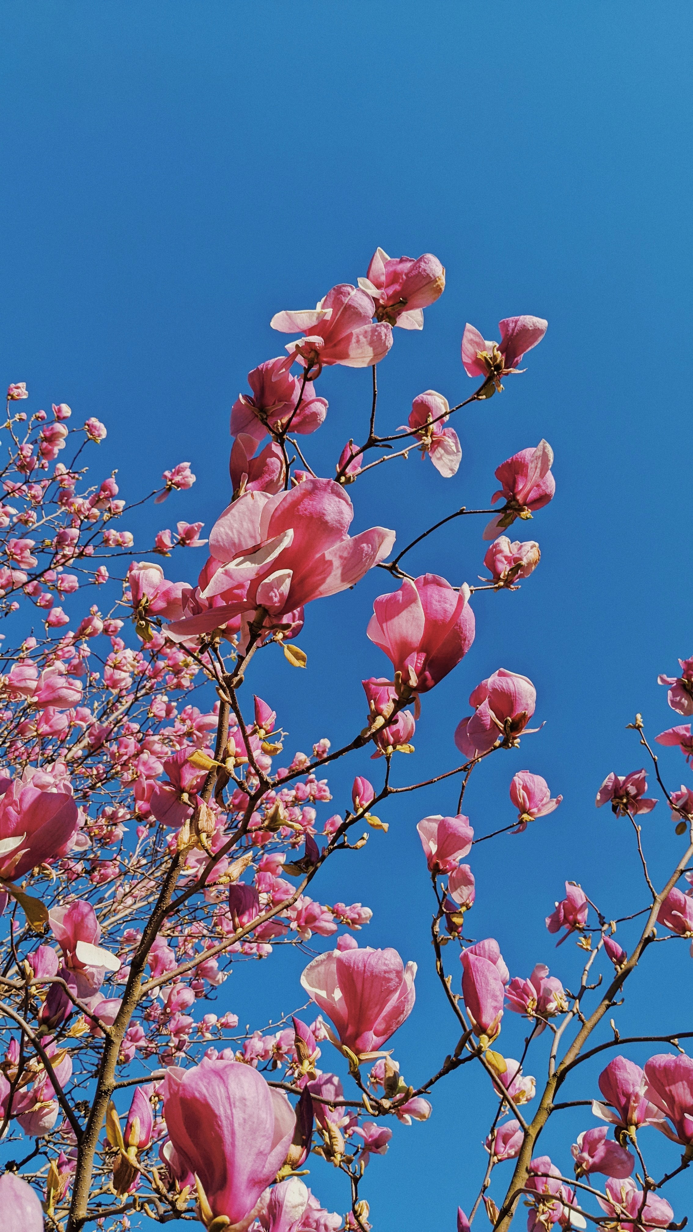 Un arbre aux fleurs roses photo – Photo Ukraine Gratuite sur Unsplash