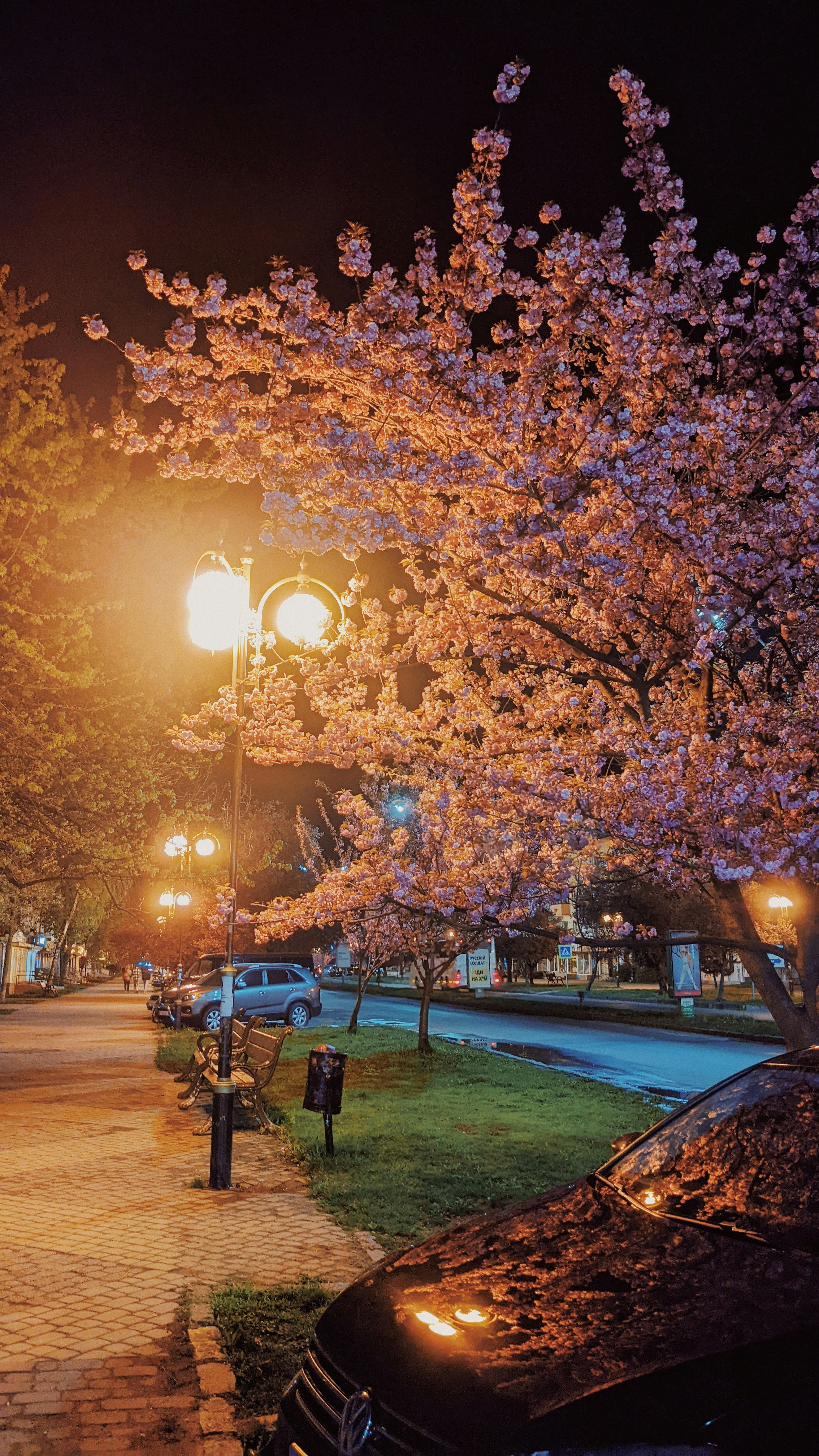 Night Bloom Under Streetlamps: Sakura in Warm Glow