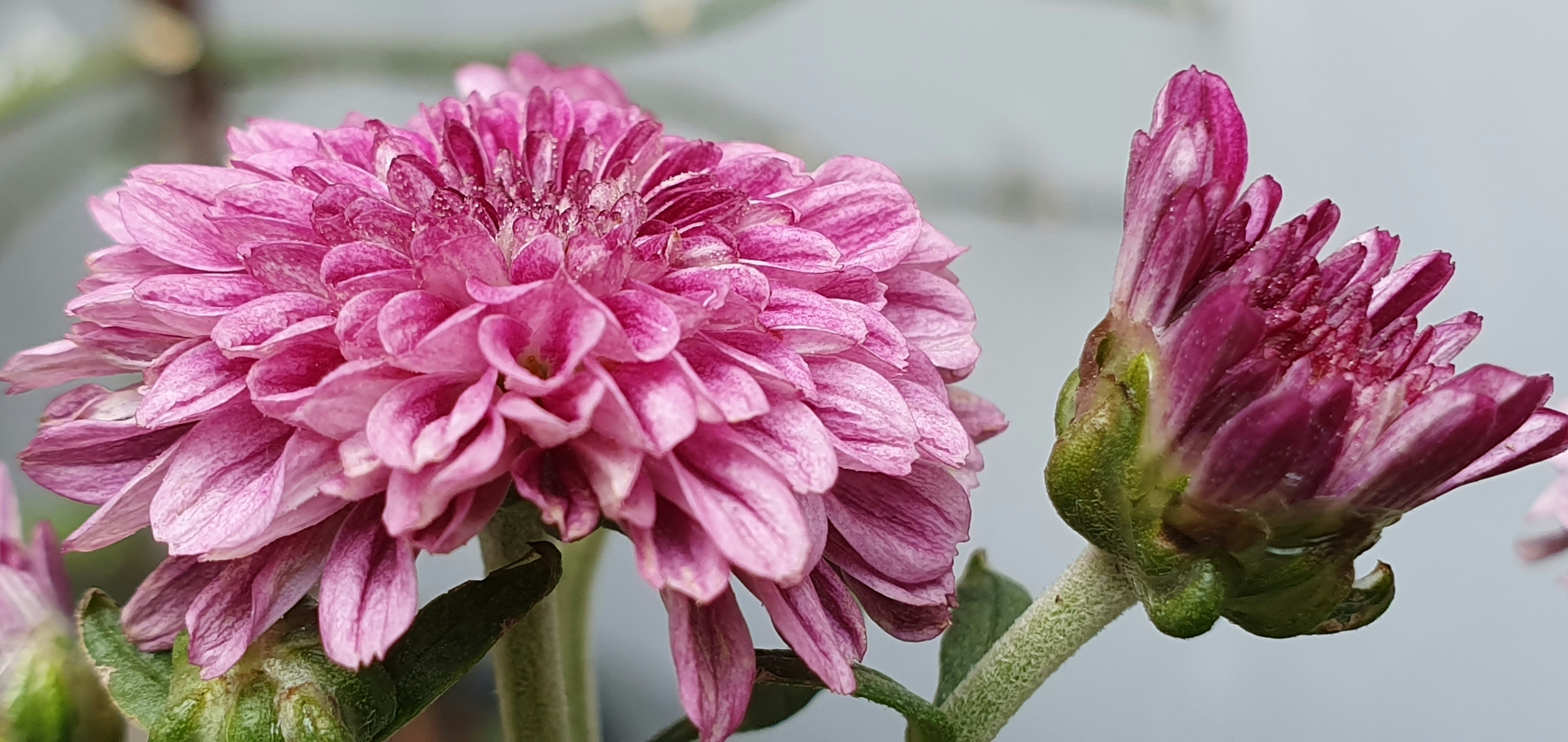 Petal Mosaic: Close-Up Pink Chrysanthemum in Quiet Light