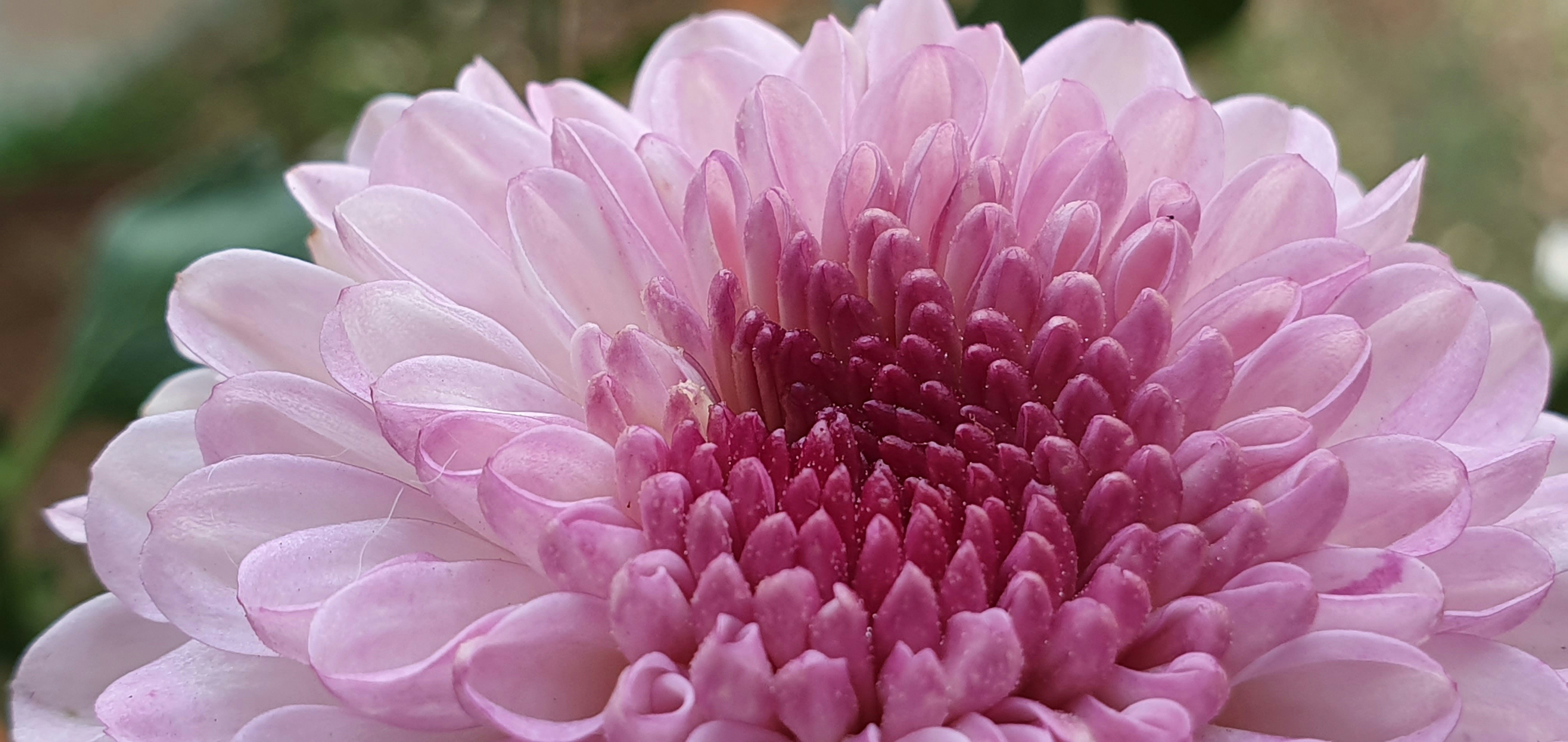 Petal Core: A Pink Chrysanthemum in Macro Detail