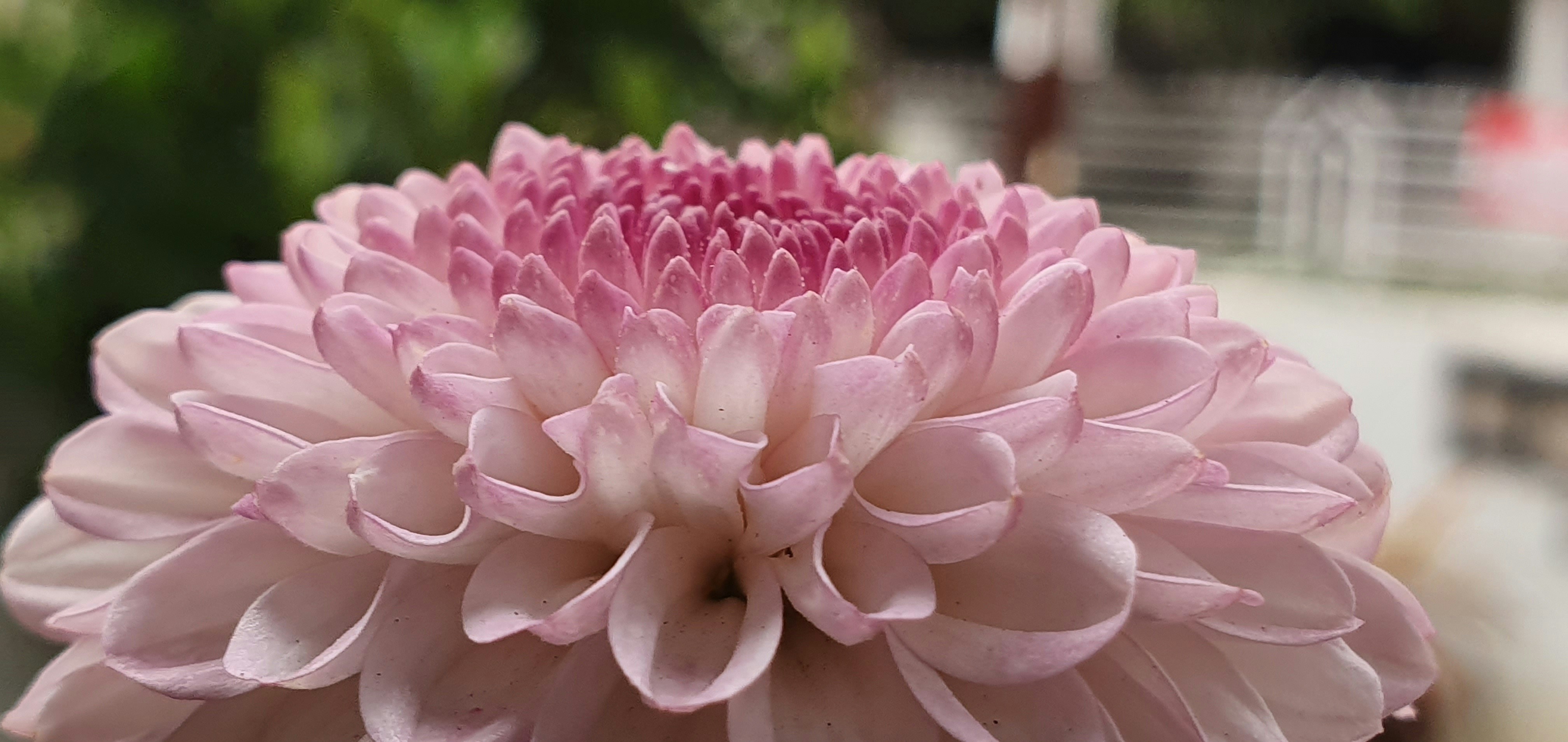 a close up of a flower
