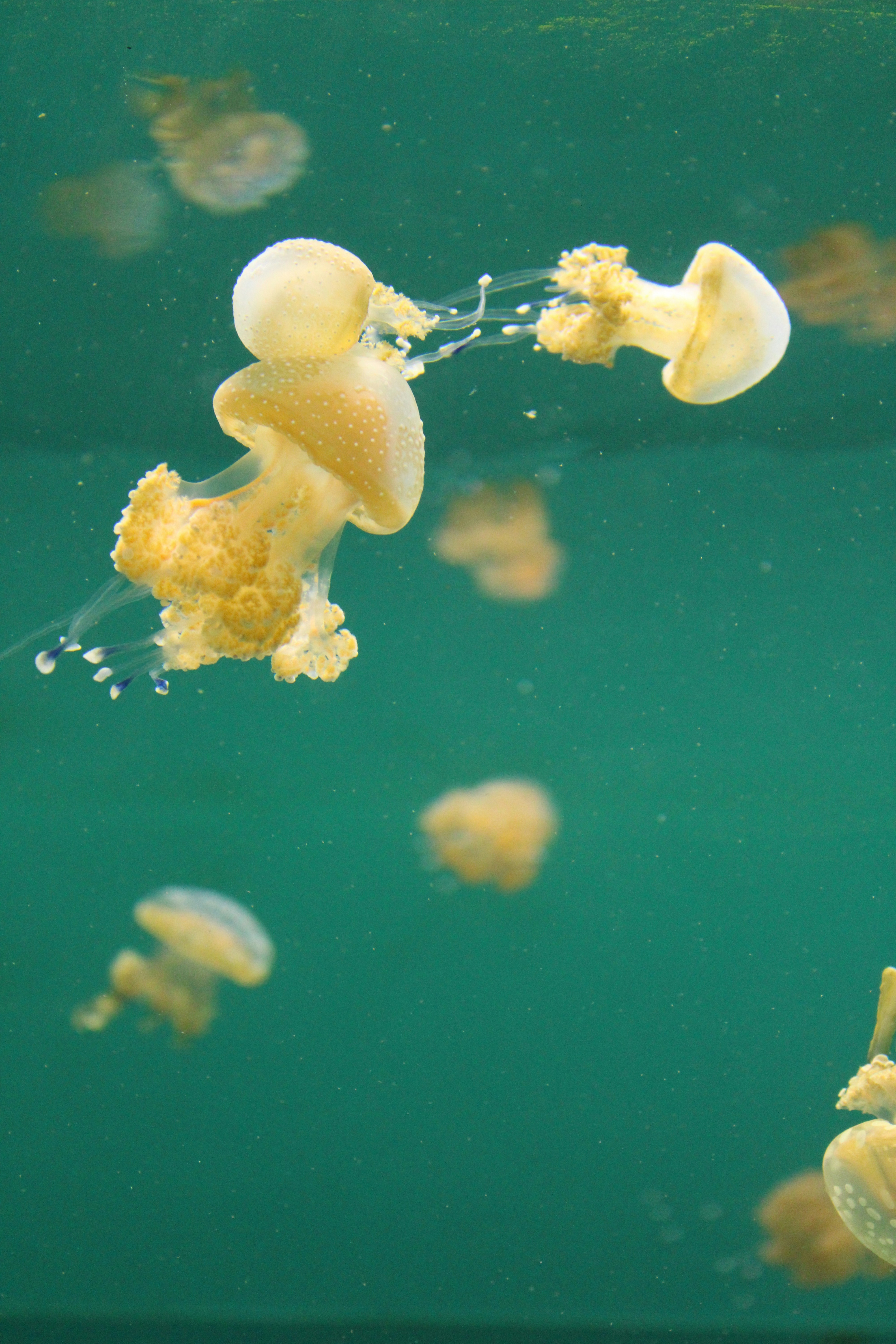 Graceful Drifters: The Dance of Jellyfish