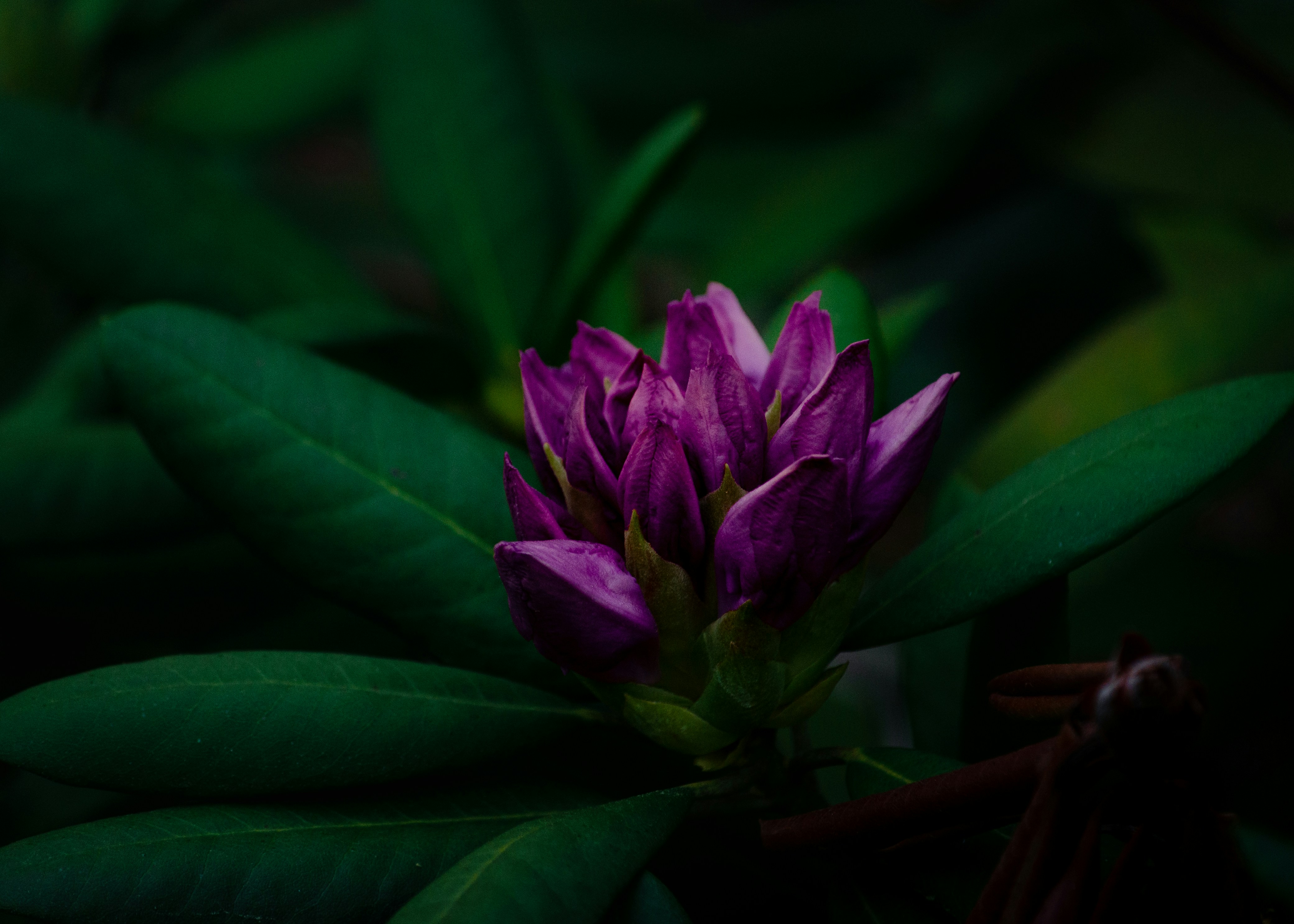 Rhododendron in blue hour