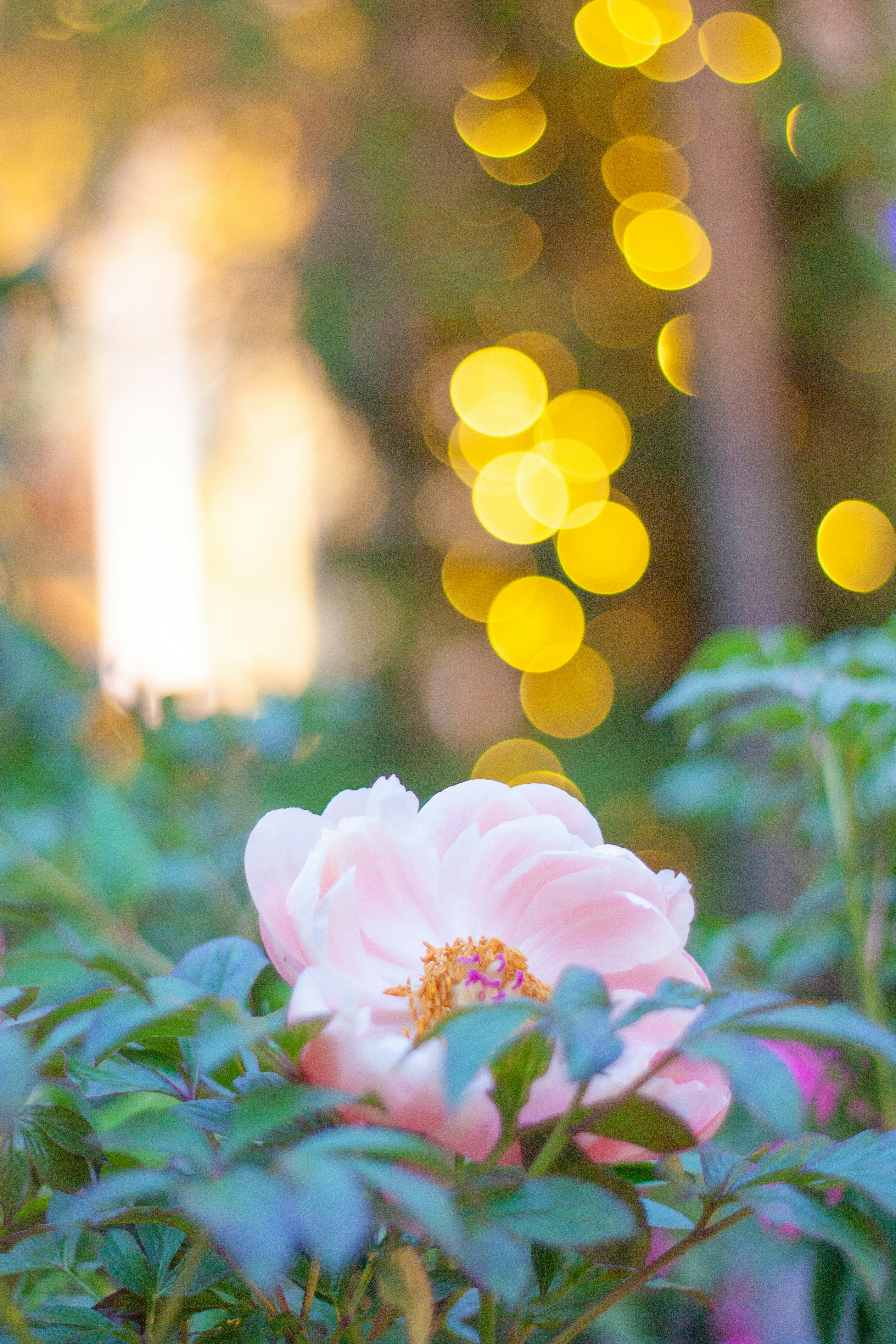 Soft Petal in the Golden Glow