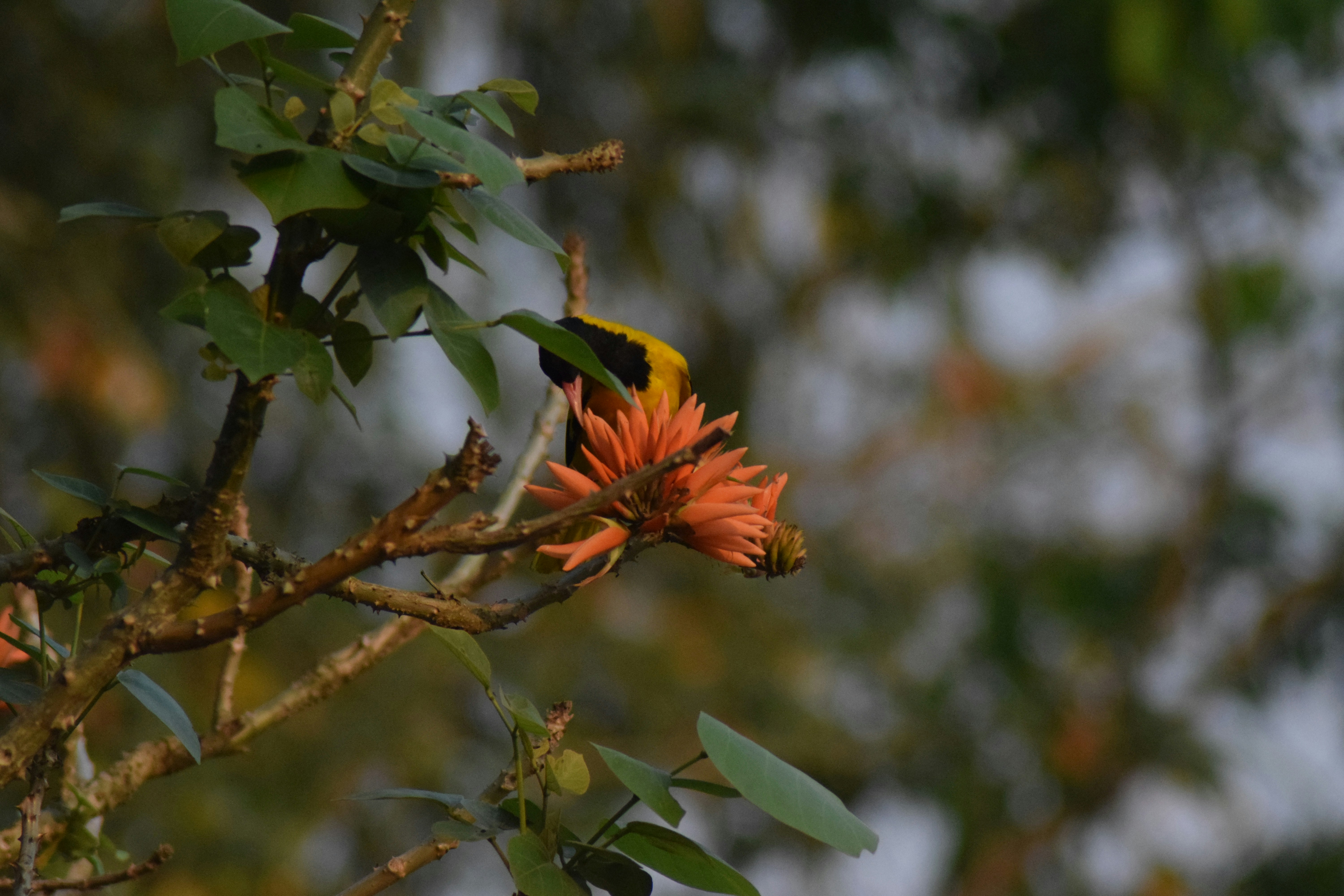 A vibrant bird perched on a striking orange flower amidst lush green foliage, showcasing the beauty of nature's interactions.