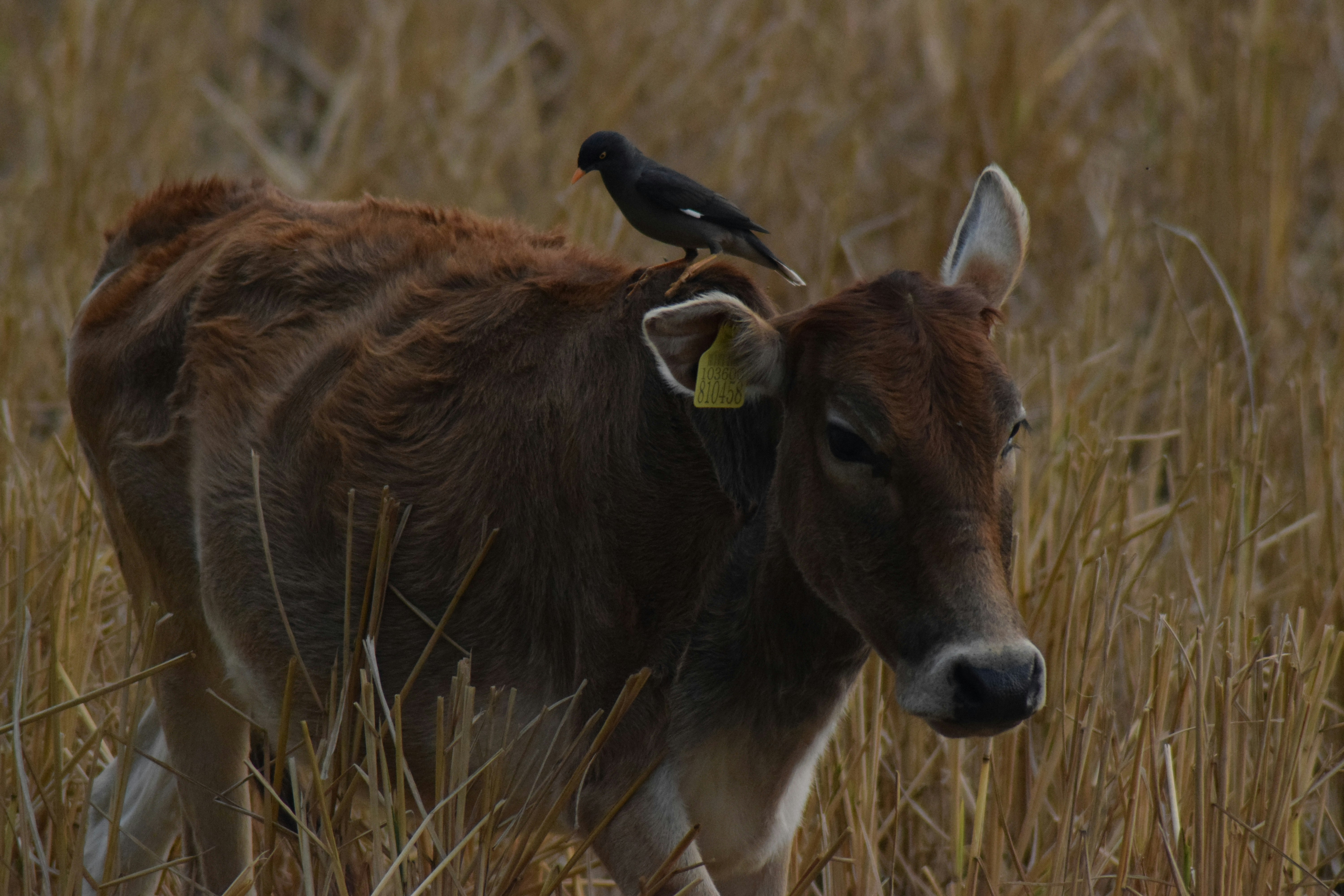 Blackbird Perch on a Brown Cow Amid Golden Field of Tall Grass