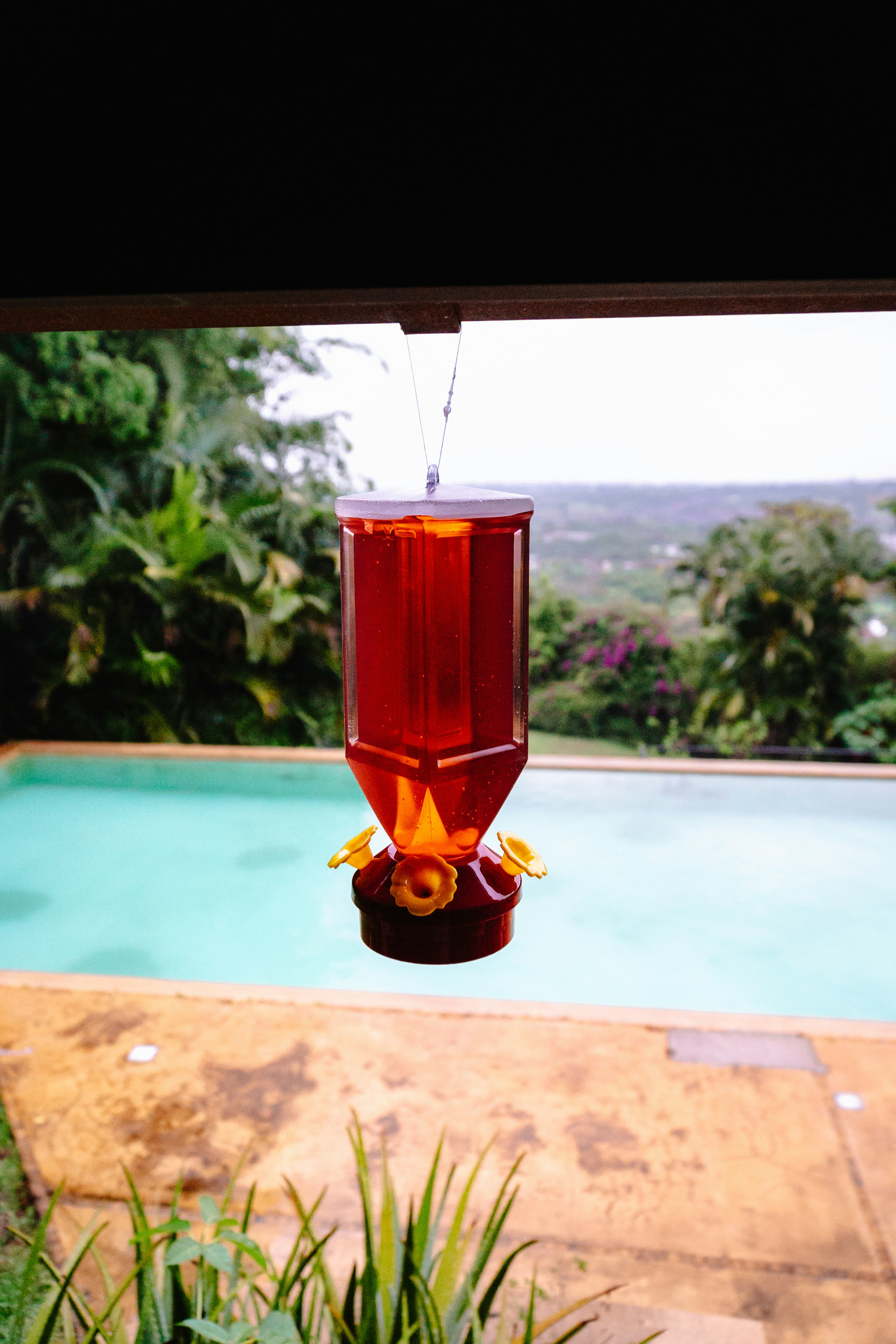 Hummingbird feeder suspended near a serene pool, framed by lush greenery and distant hills. The scene captures a tranquil moment in nature.