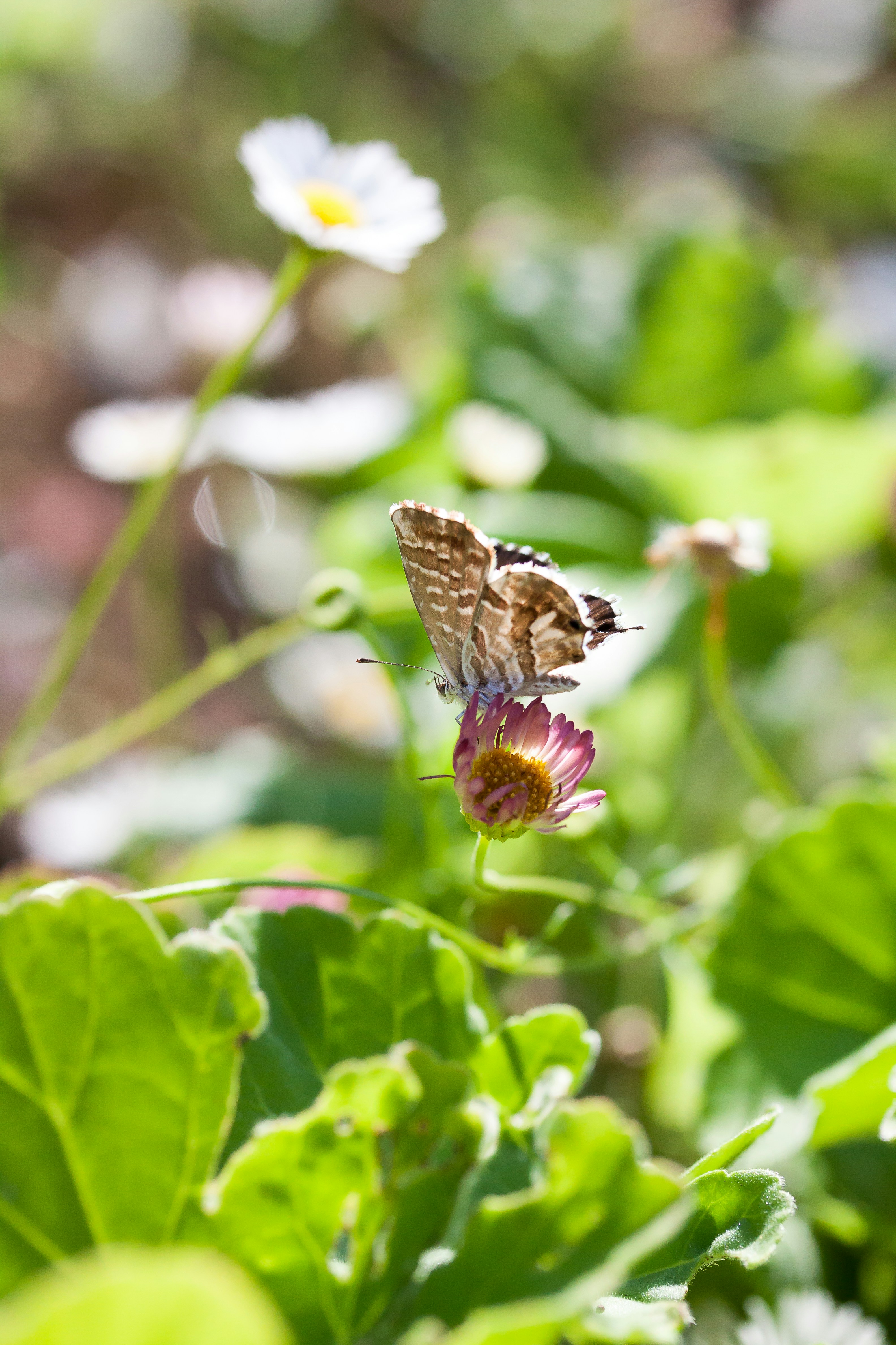 Butterfly on a Magenta Daisy in a Sunlit Garden