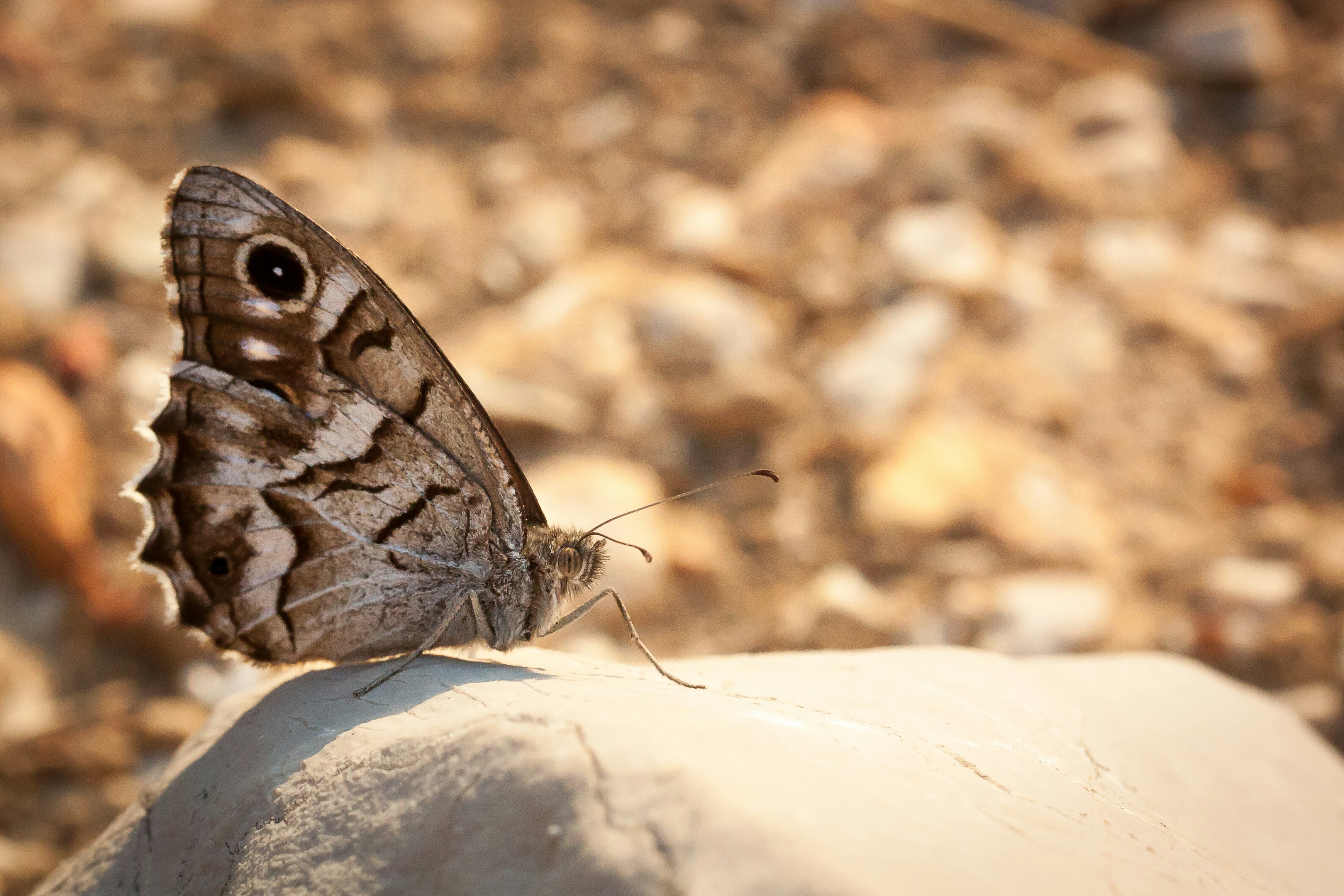 a butterfly on a rock