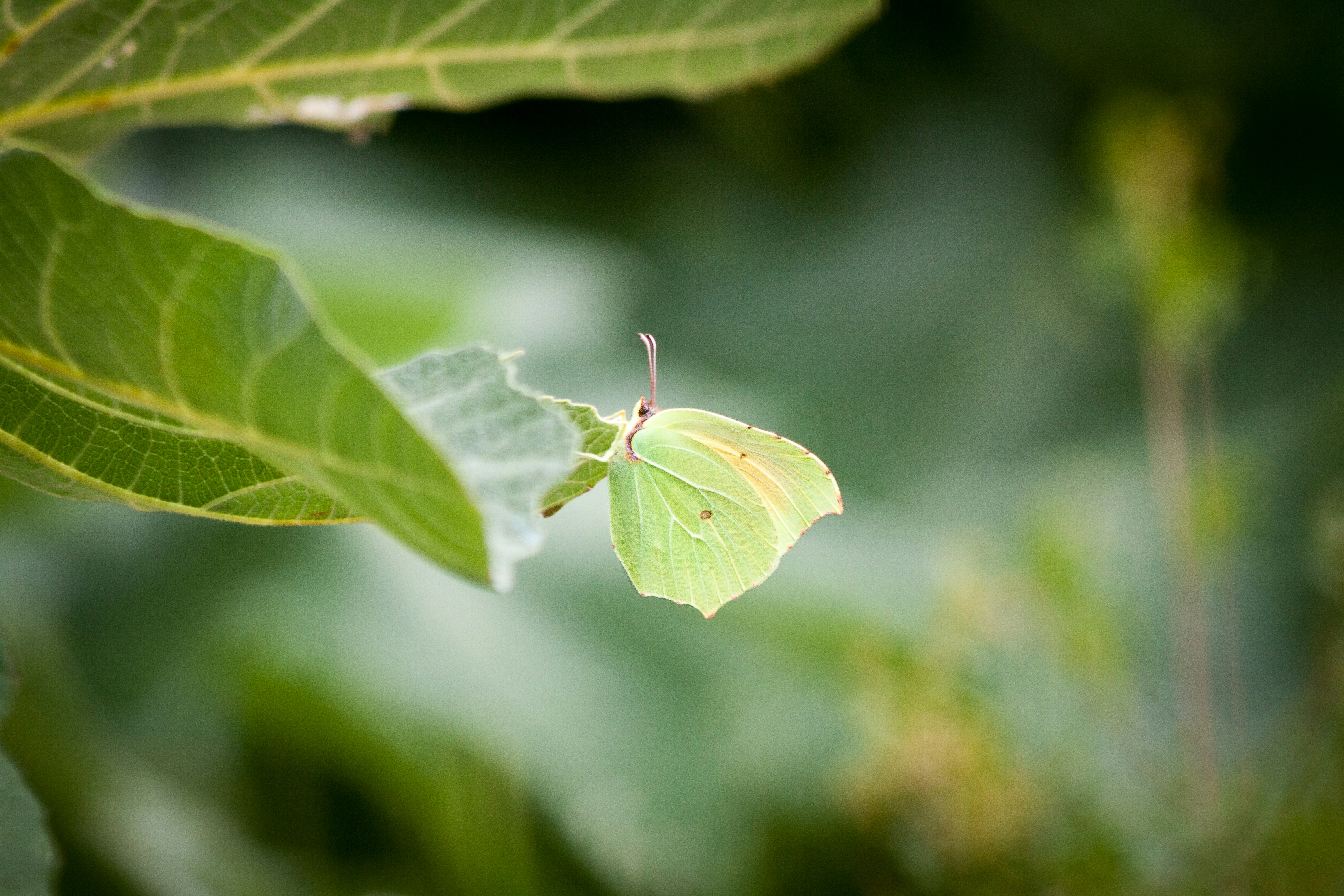 A pale green butterfly perched gracefully on a leaf, surrounded by lush greenery. The image captures the serene beauty of a moment in nature.