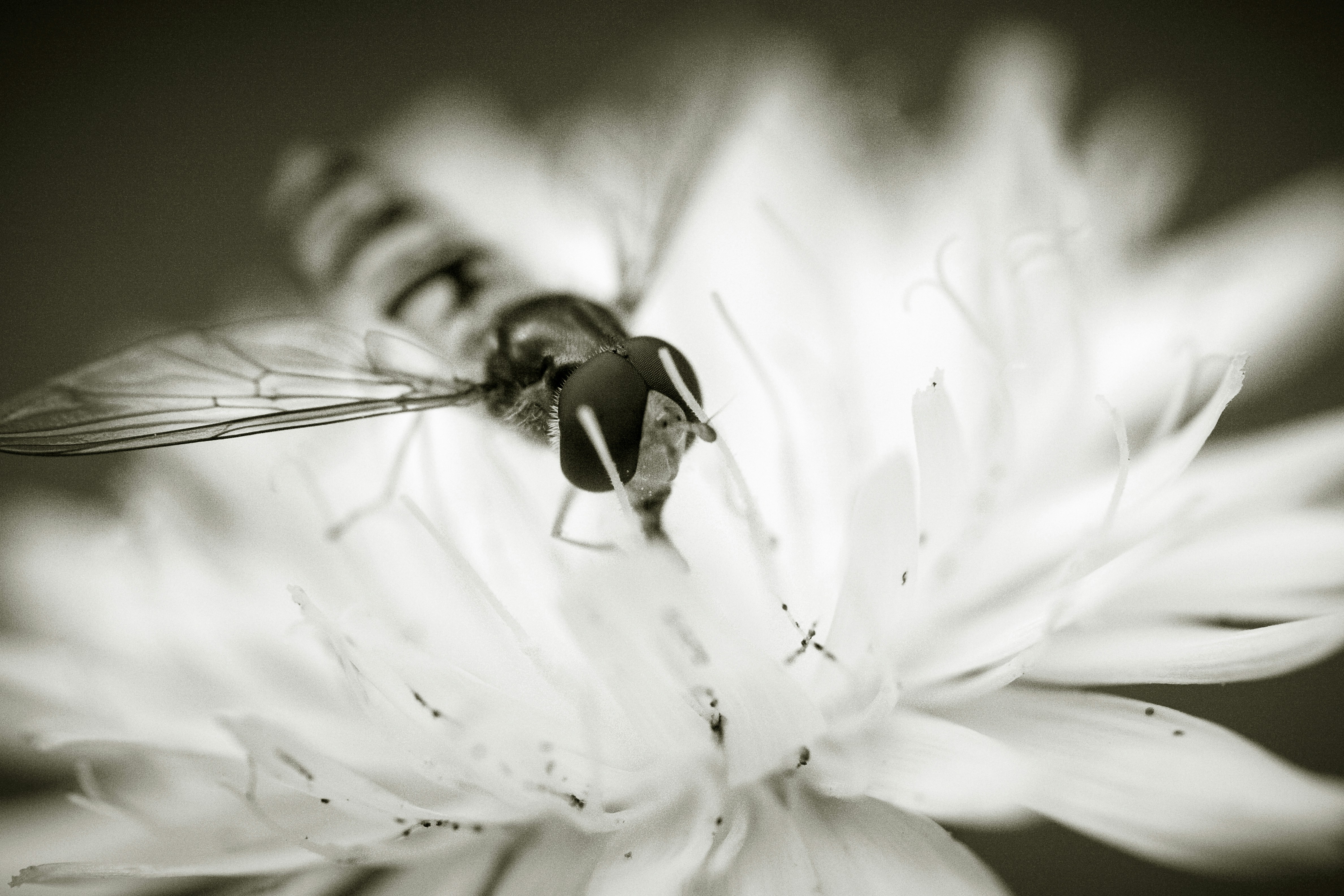 a bee on a white flower