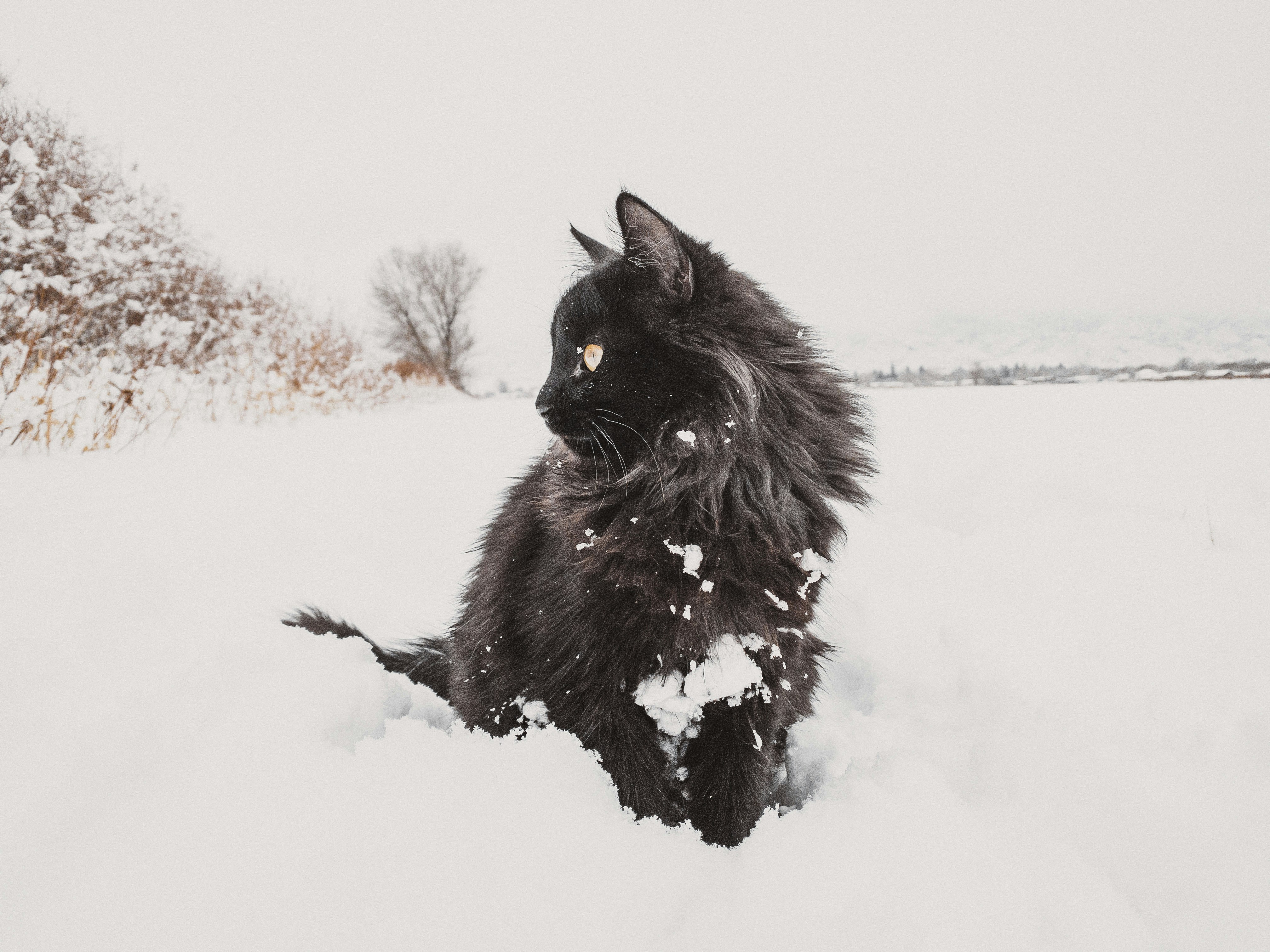 Male black cat in the white winter snow.