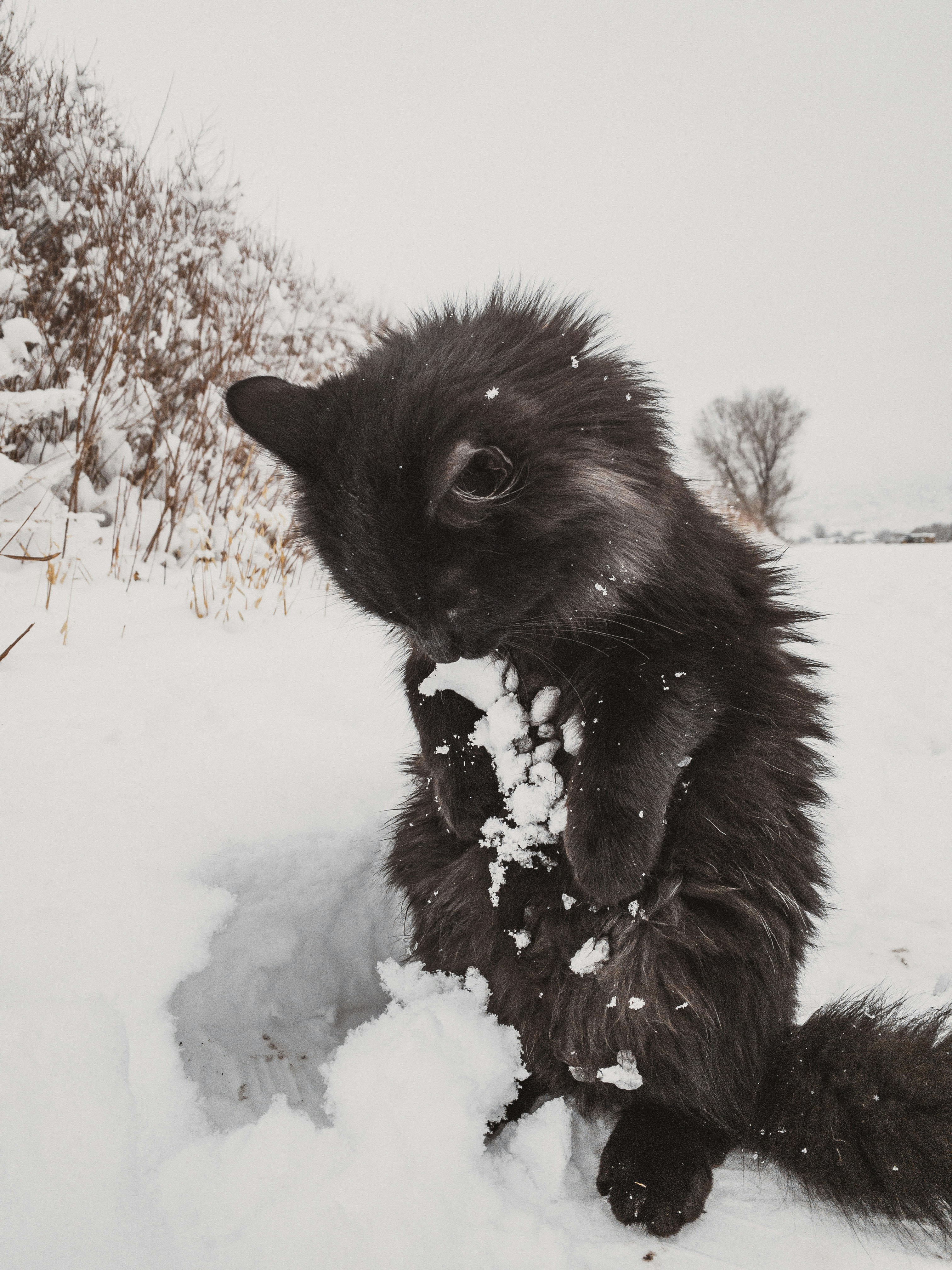 Snowbound Whiskers: A Black Cat's Quiet Moment in Fresh Powder