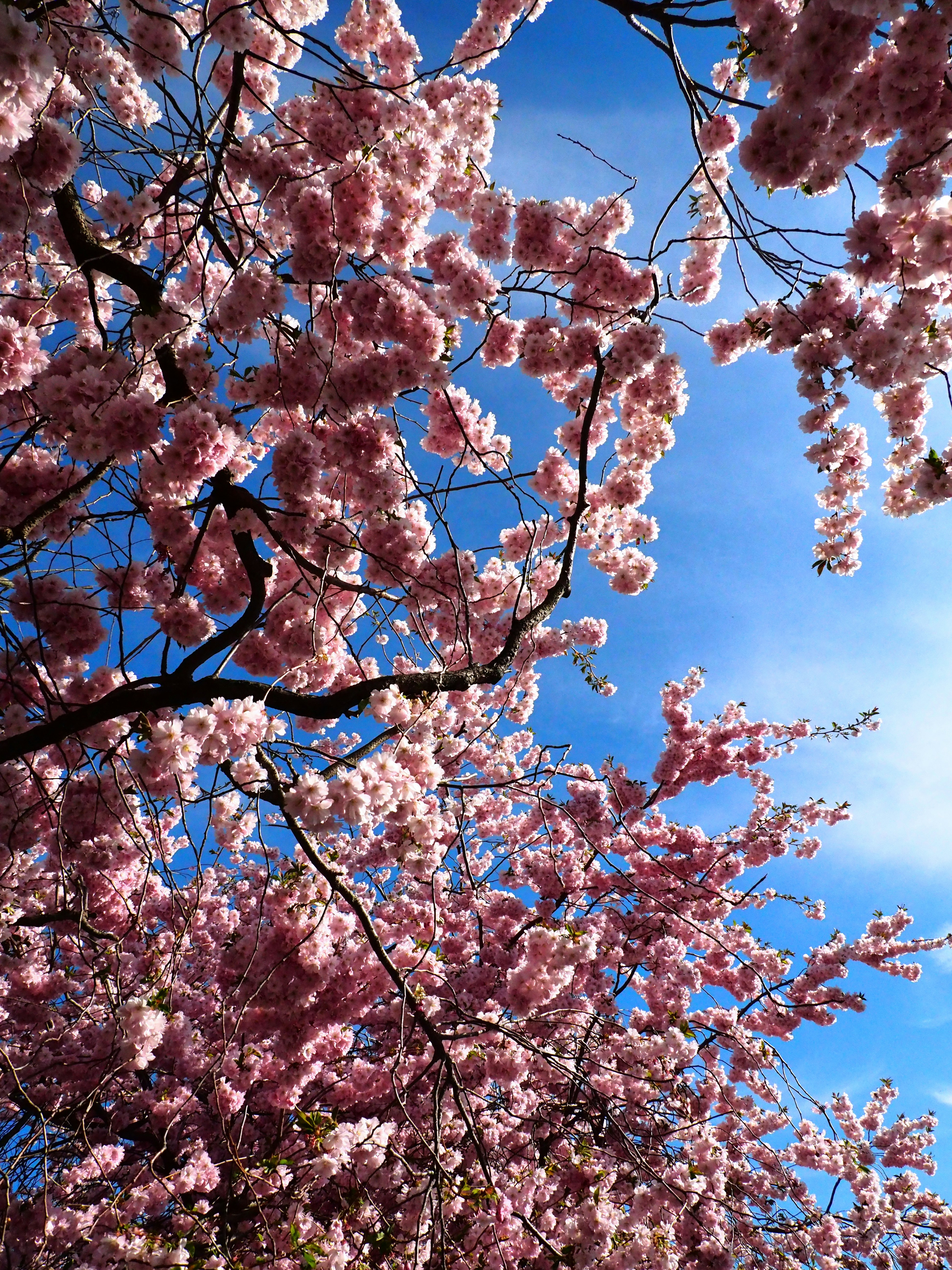 Un arbre aux fleurs roses photo – Photo La Suède Gratuite sur Unsplash