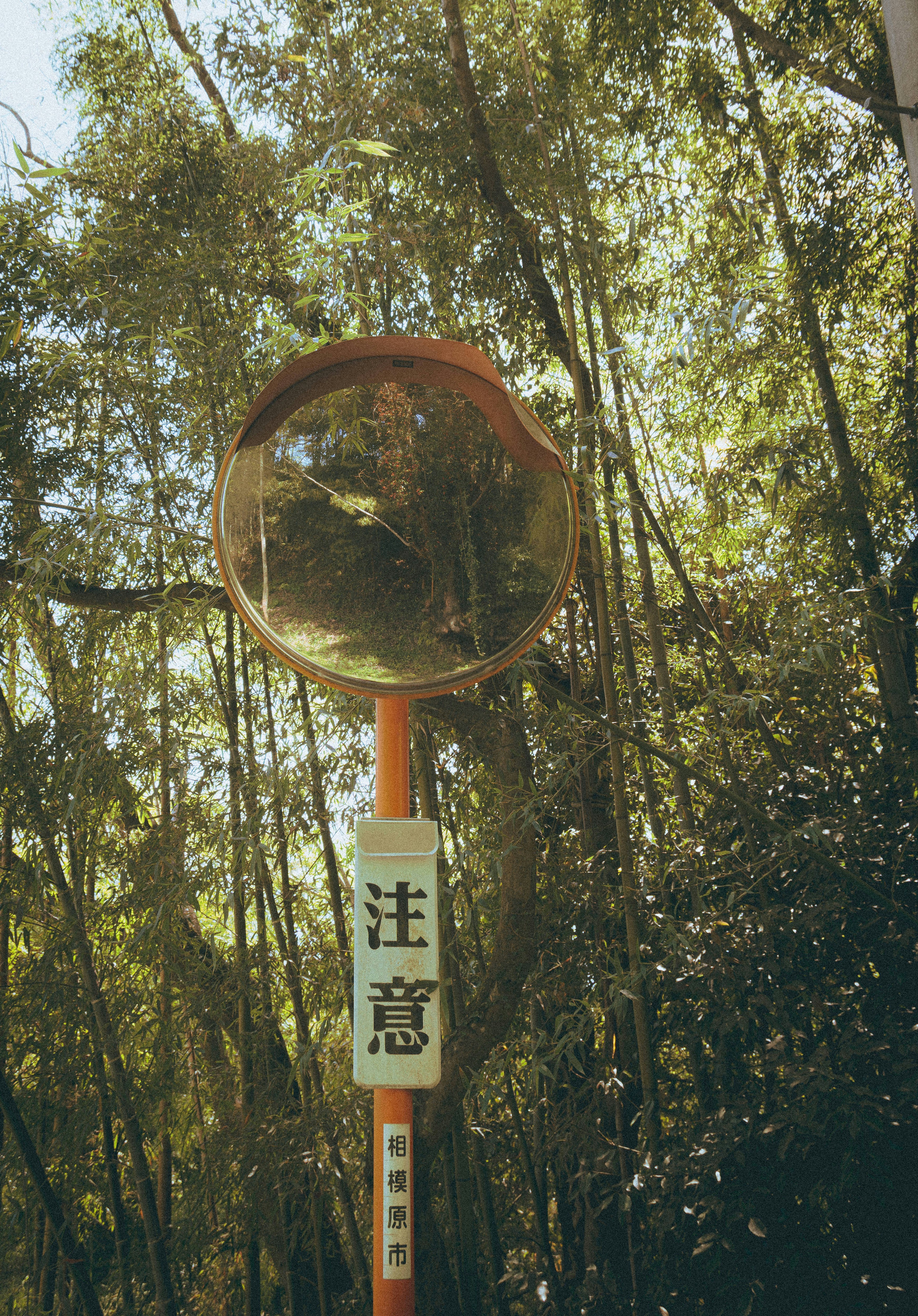 Sun-Dappled Circular Mirror Overlooking a Quiet Forest Corridor