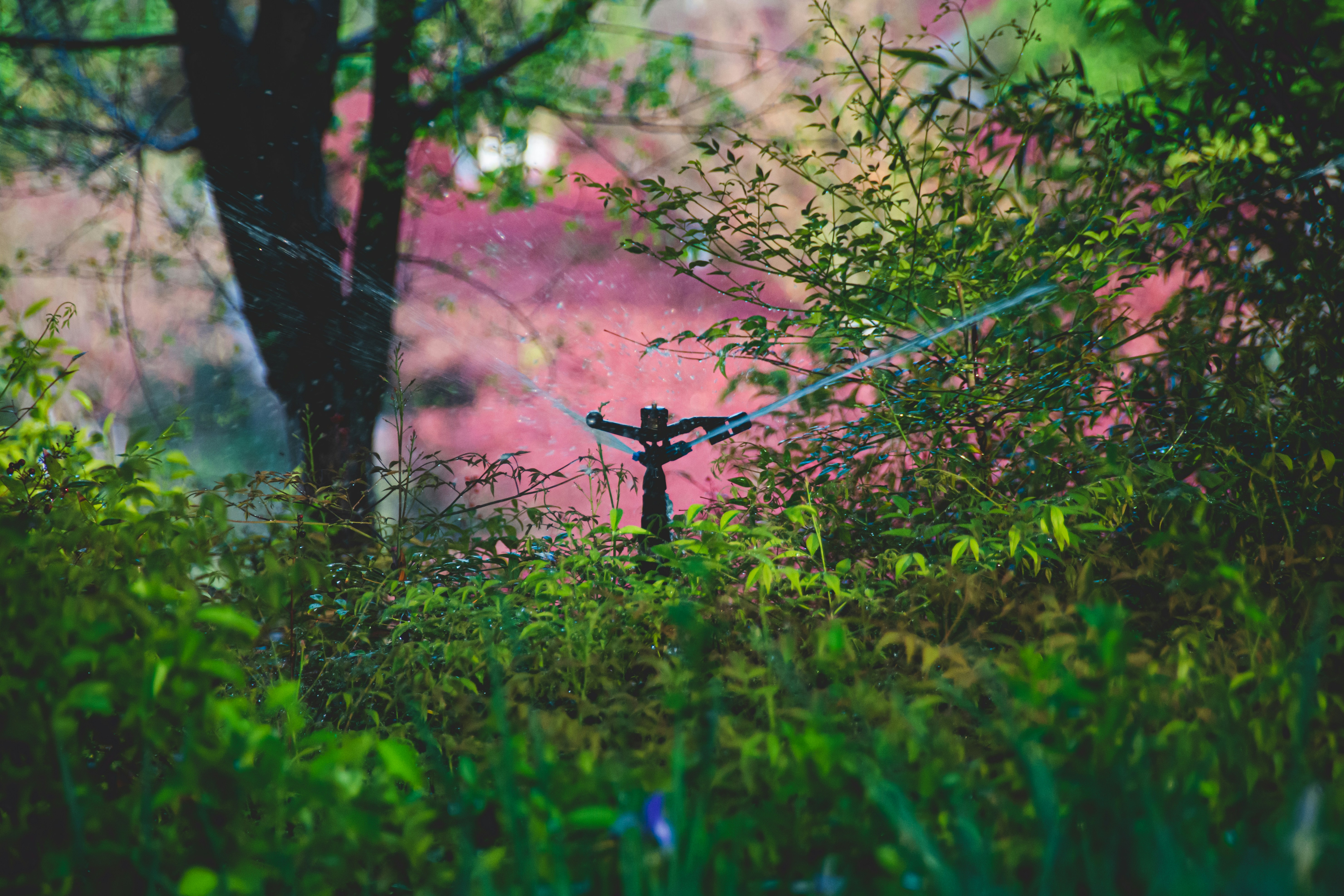 Verdant Silence: Sprinkler Silhouette in a Pink Dusk Garden