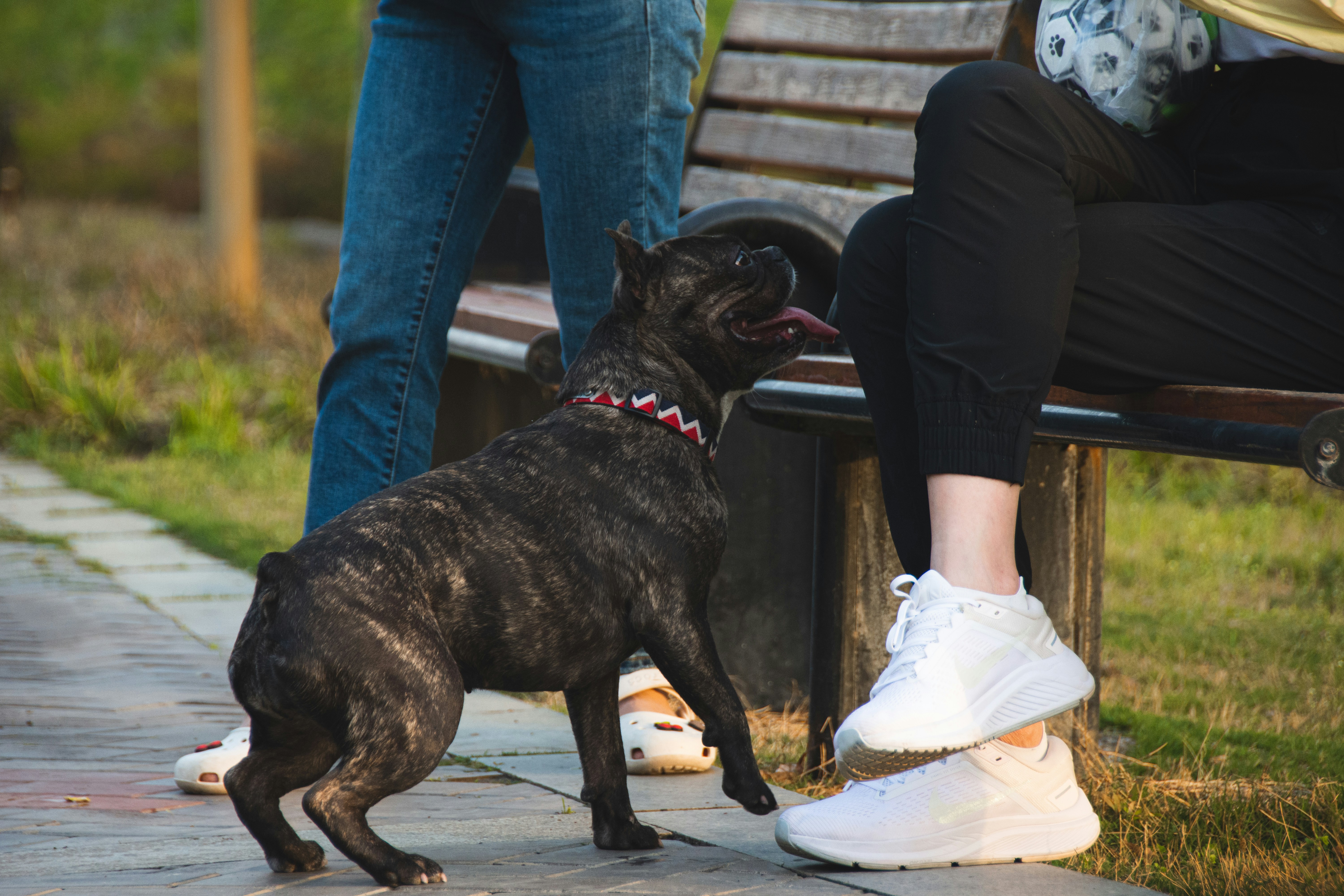 Bruno the park-bottomed pup greeting ankles at sunset-lit bench
