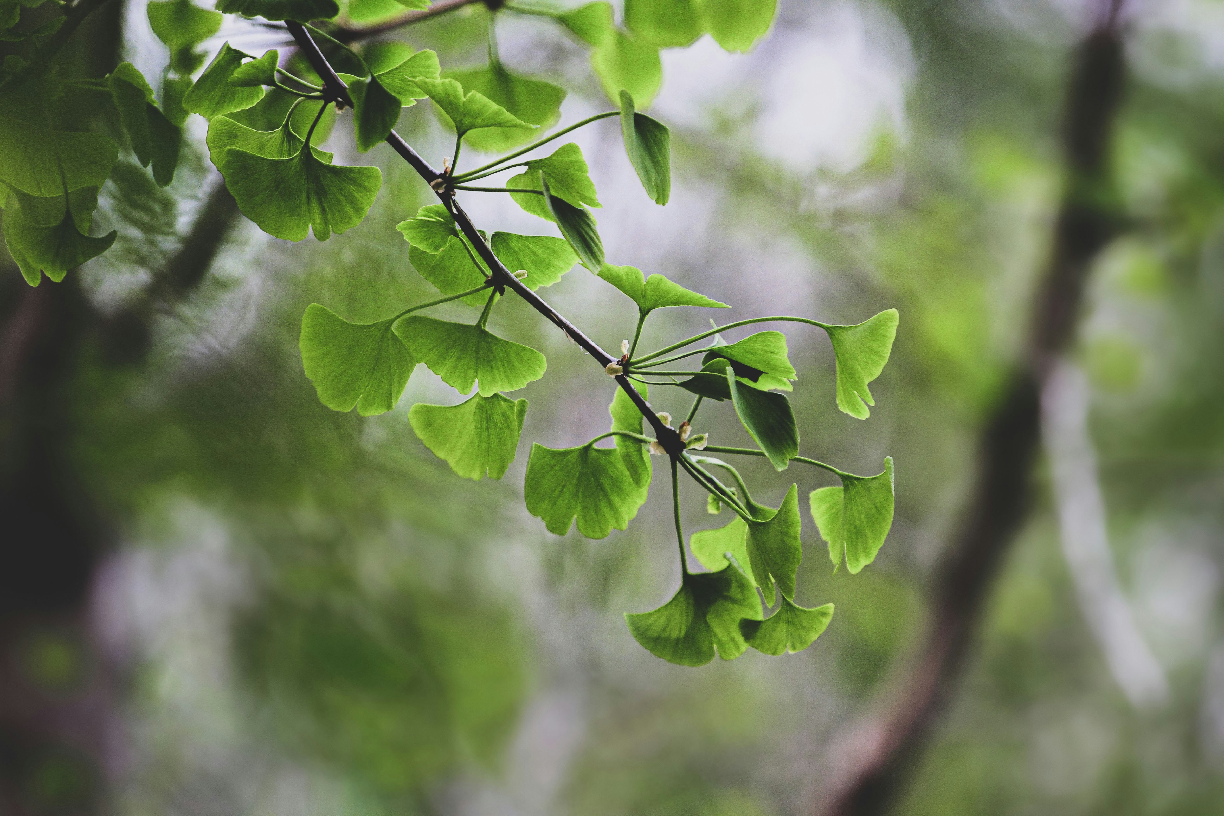 Delicate ginkgo leaves cluster on a slender branch, set against a soft, blurred backdrop of greenery.