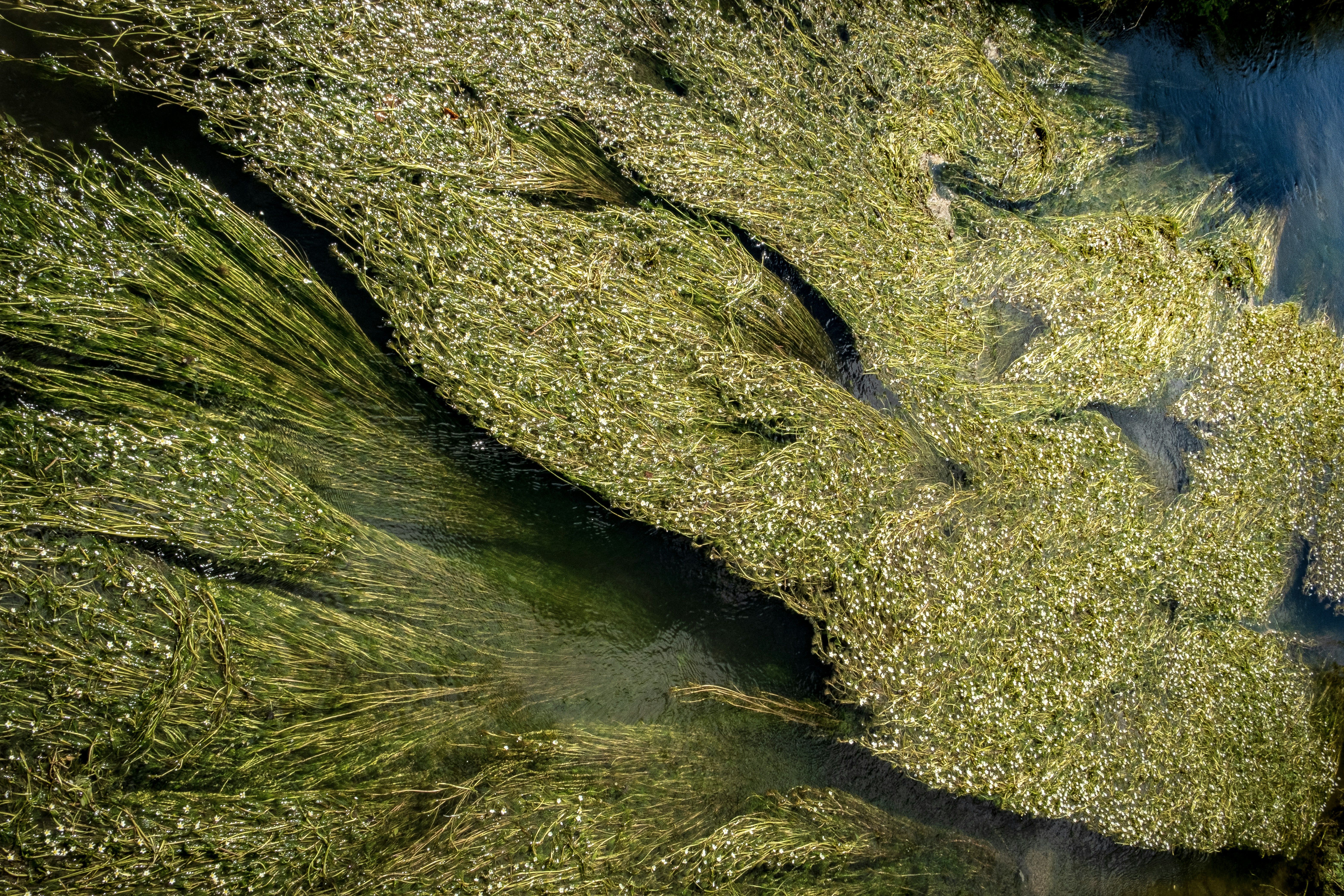 Ficologia: Estudo das Algas