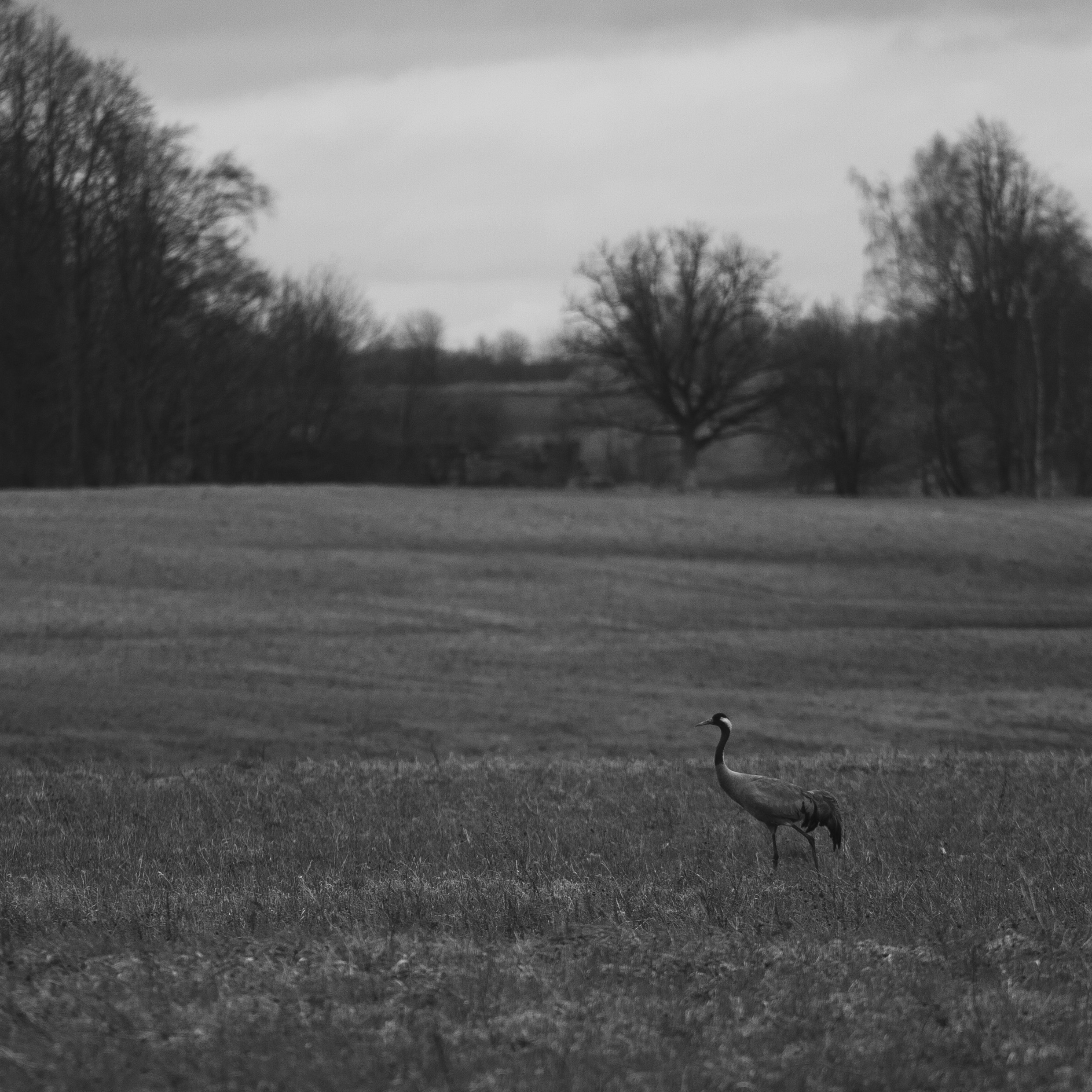 Lonely Crane Beneath a Quiet Winter Sky