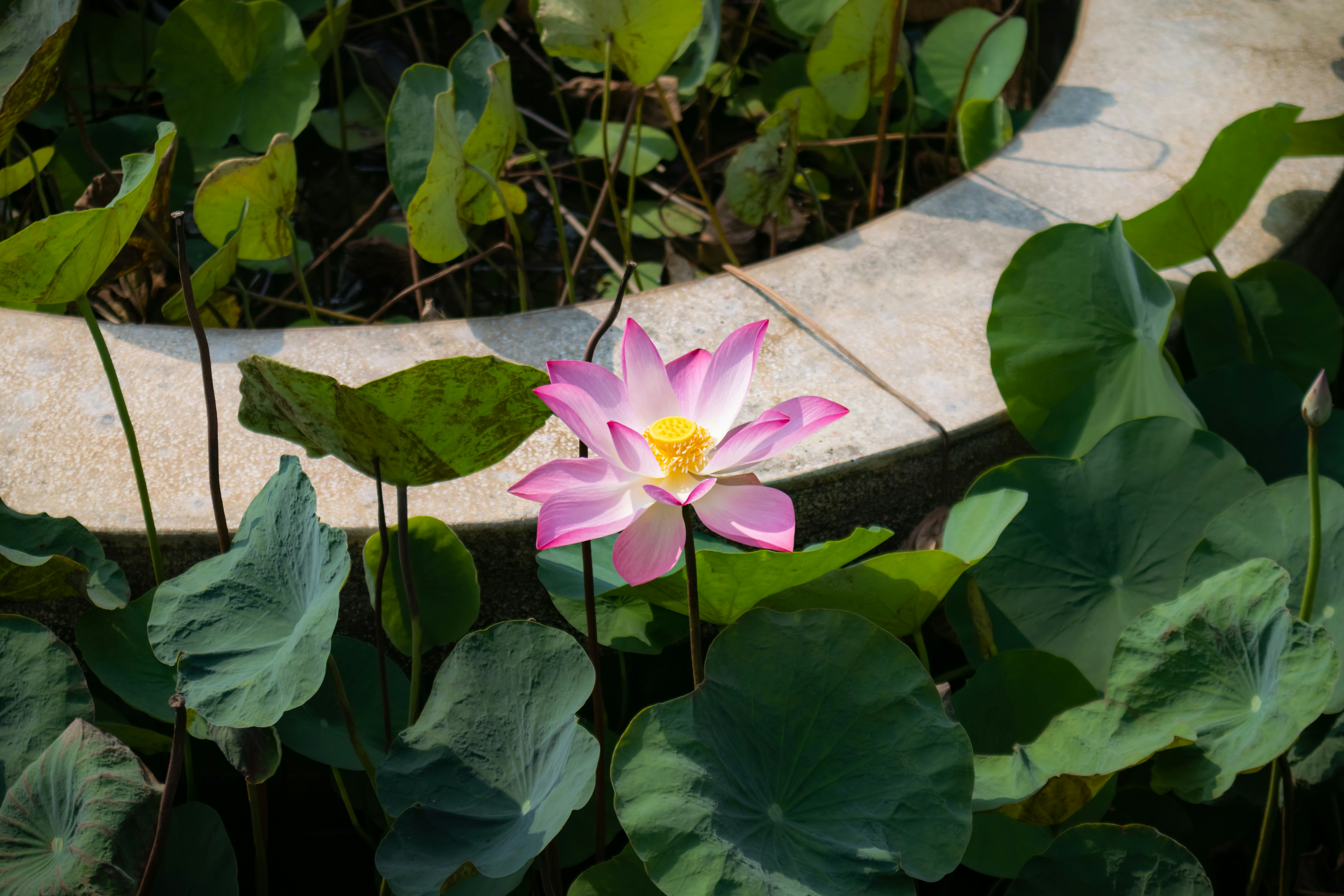 Pink Lotus on the Pond Edge: Light, Leaves, and Stone