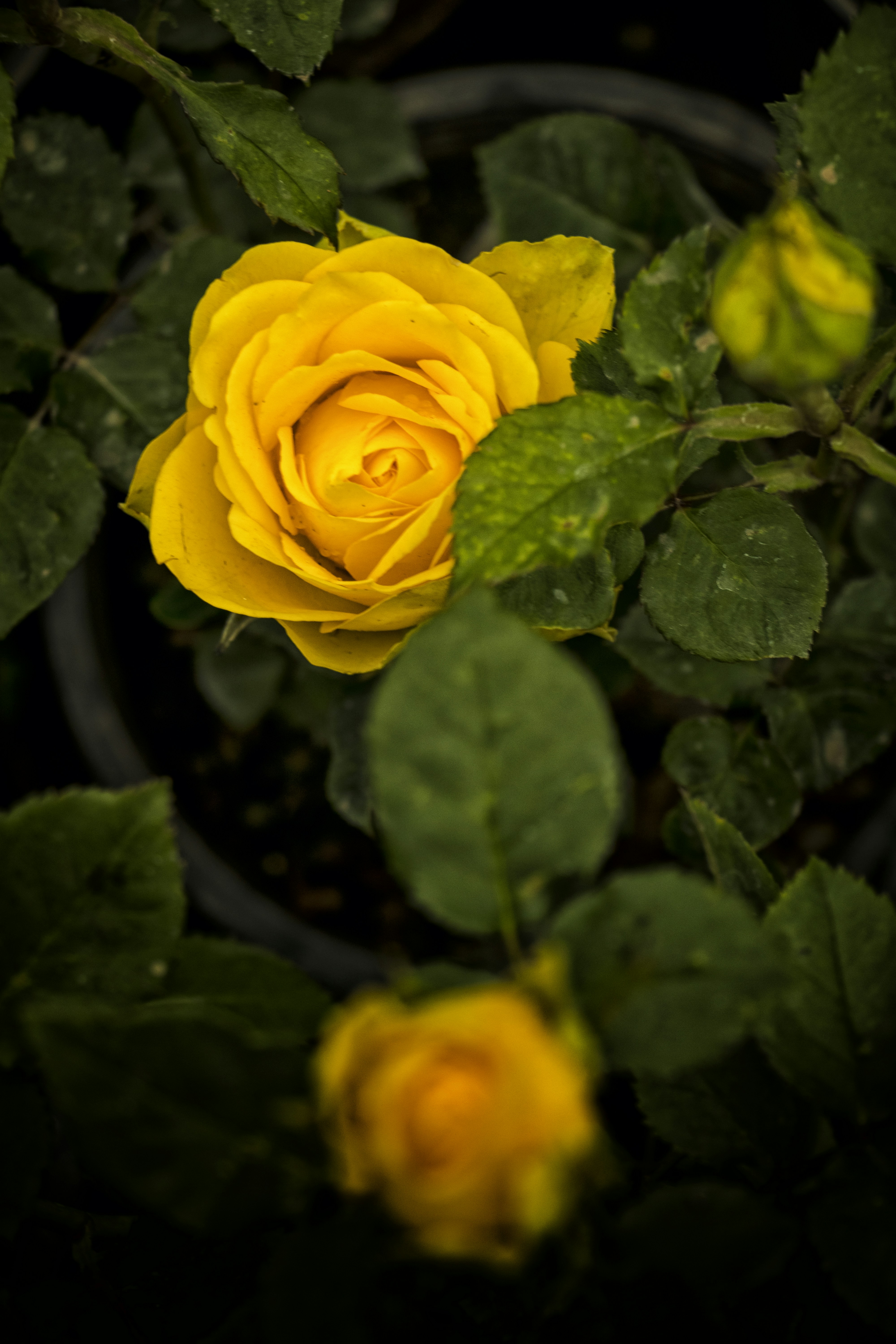 A group of yellow roses photo – Free Astara Image on Unsplash