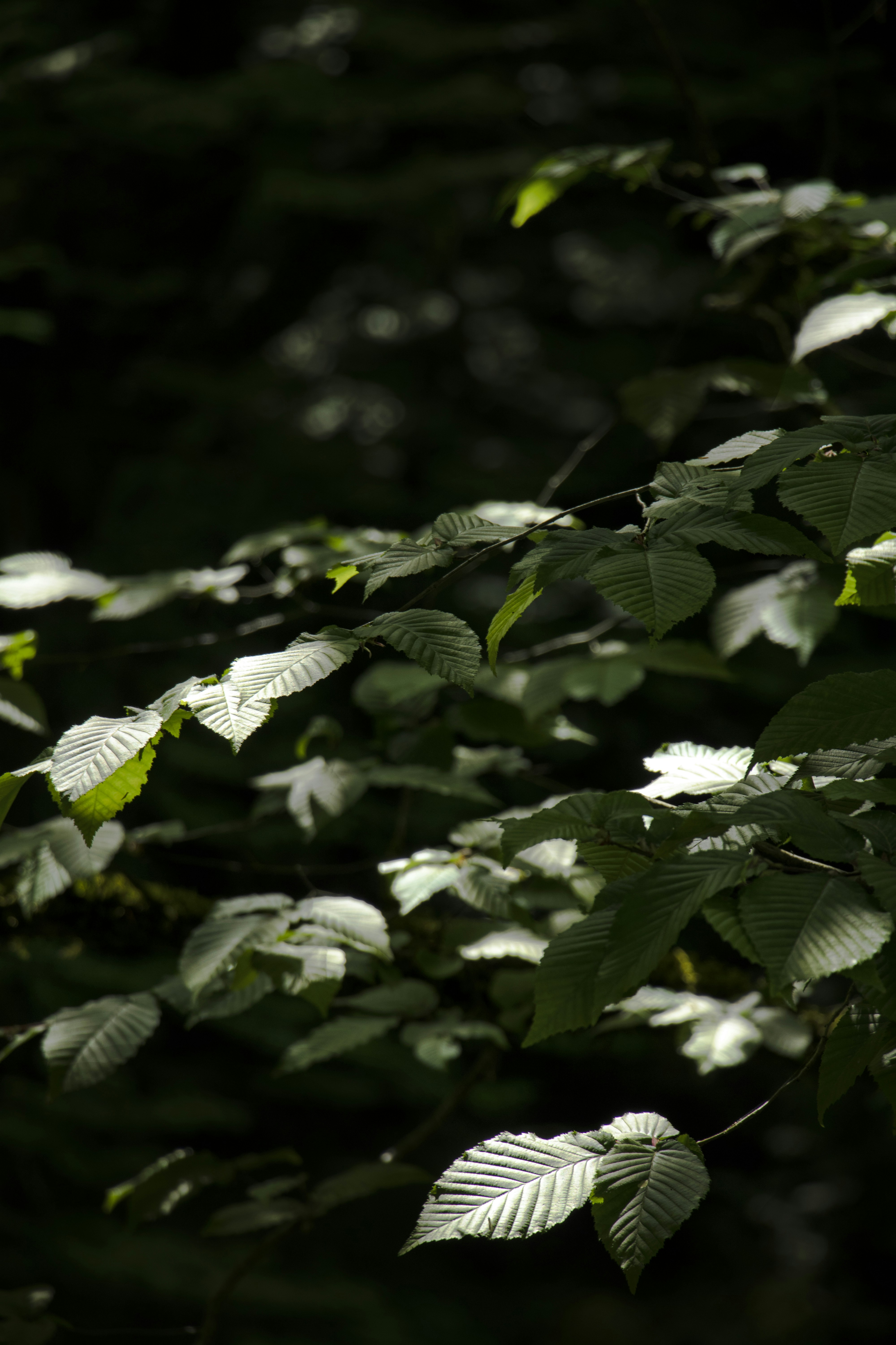 Dappled Light on a Serrated Leaf Corridor