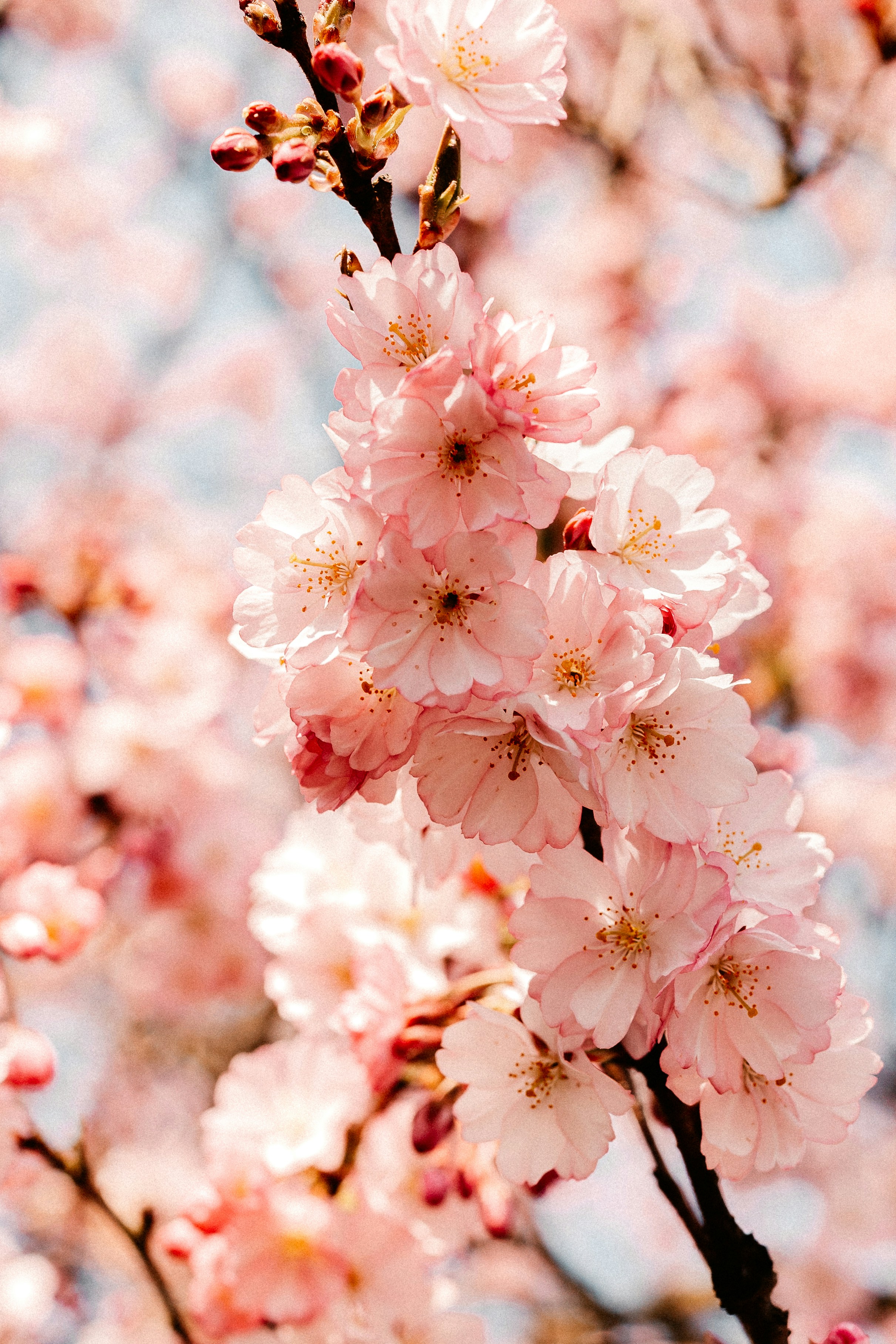 Delicate pink cherry blossoms bloom against a soft blue sky, embodying the essence of spring's renewal.