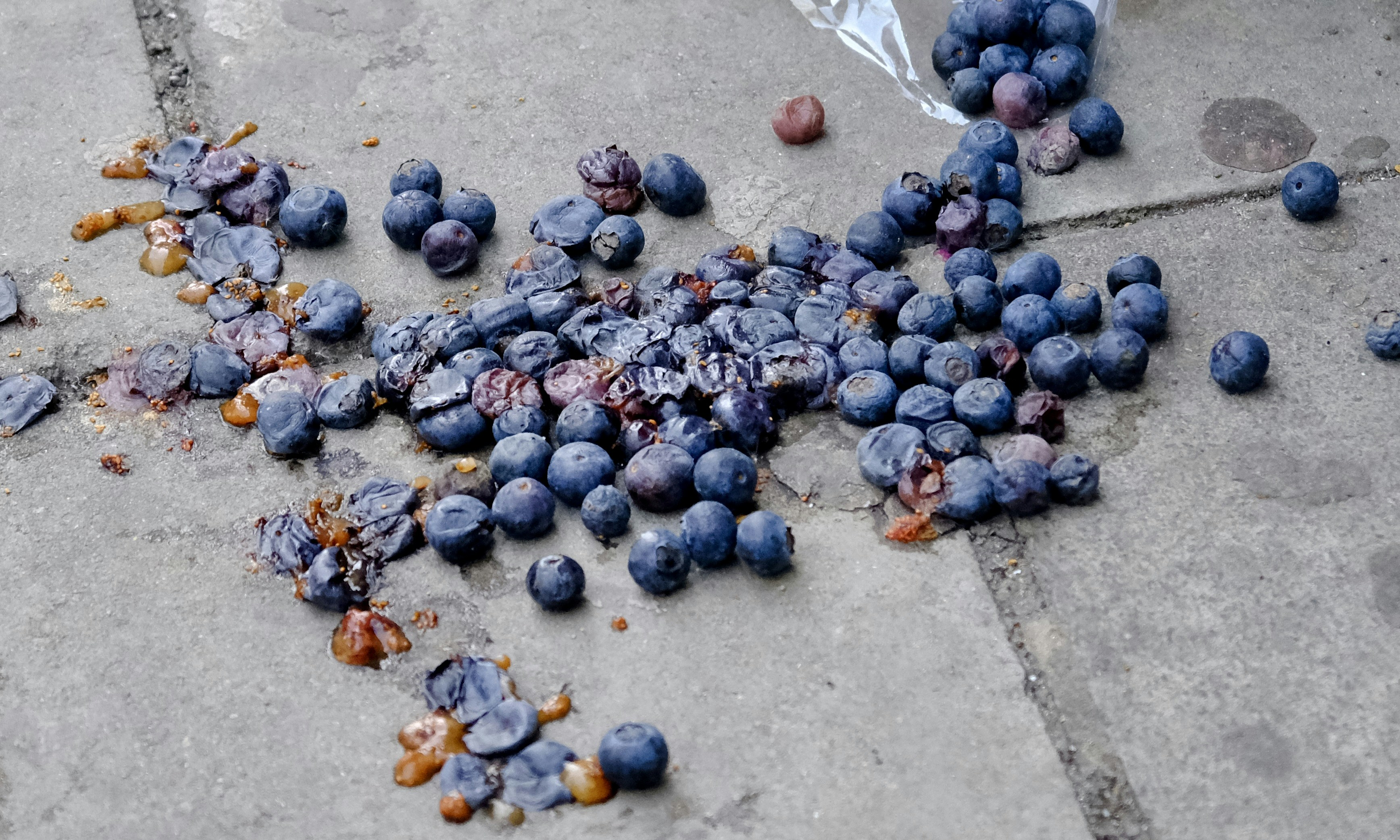 Blueberry Spill on Concrete: Quiet Scatter of Indigo Orbs