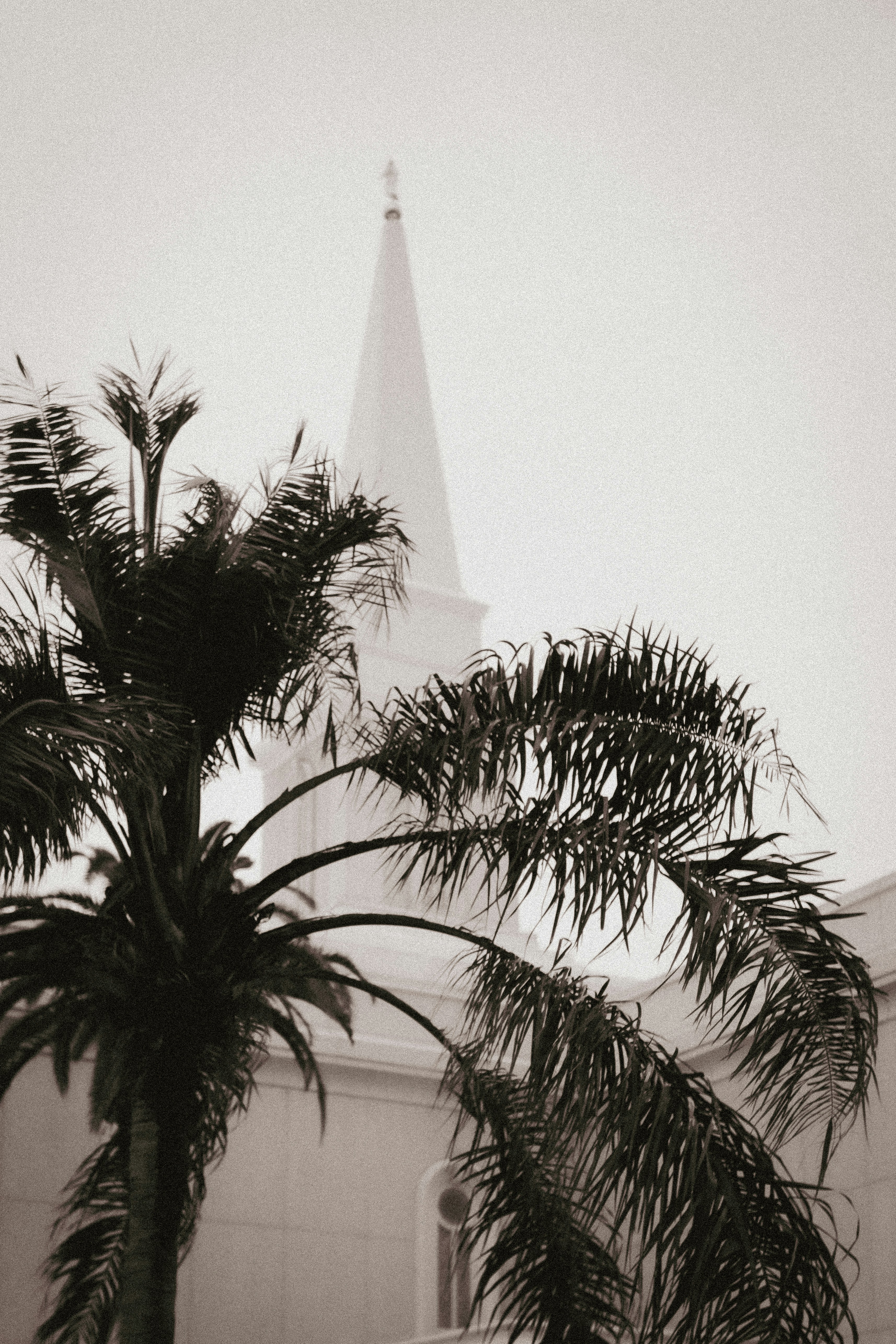 Palm Silhouette Meets a Distant Spire in Sepia