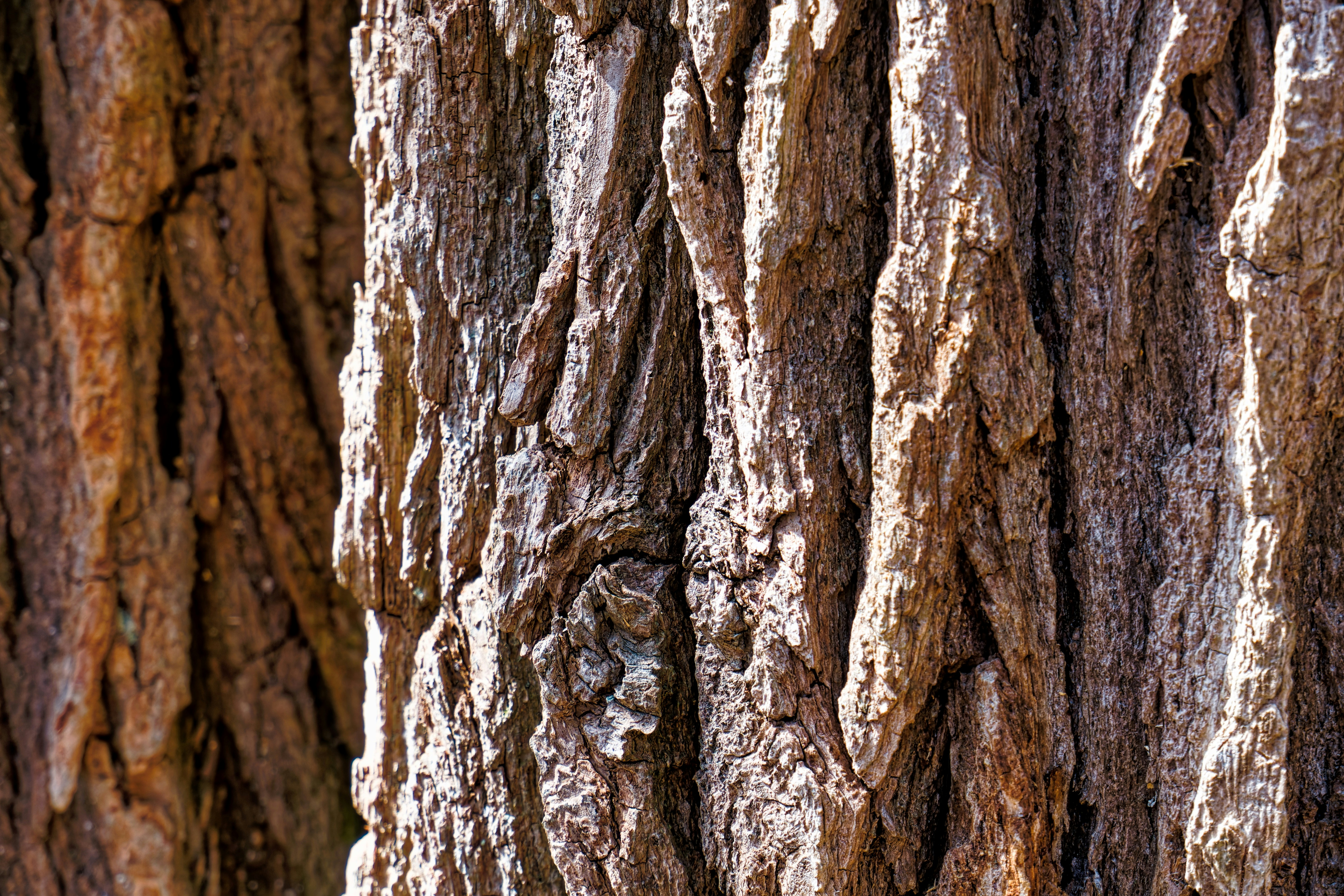 100+ Tree Bark Pictures | Download Free Images on Unsplash