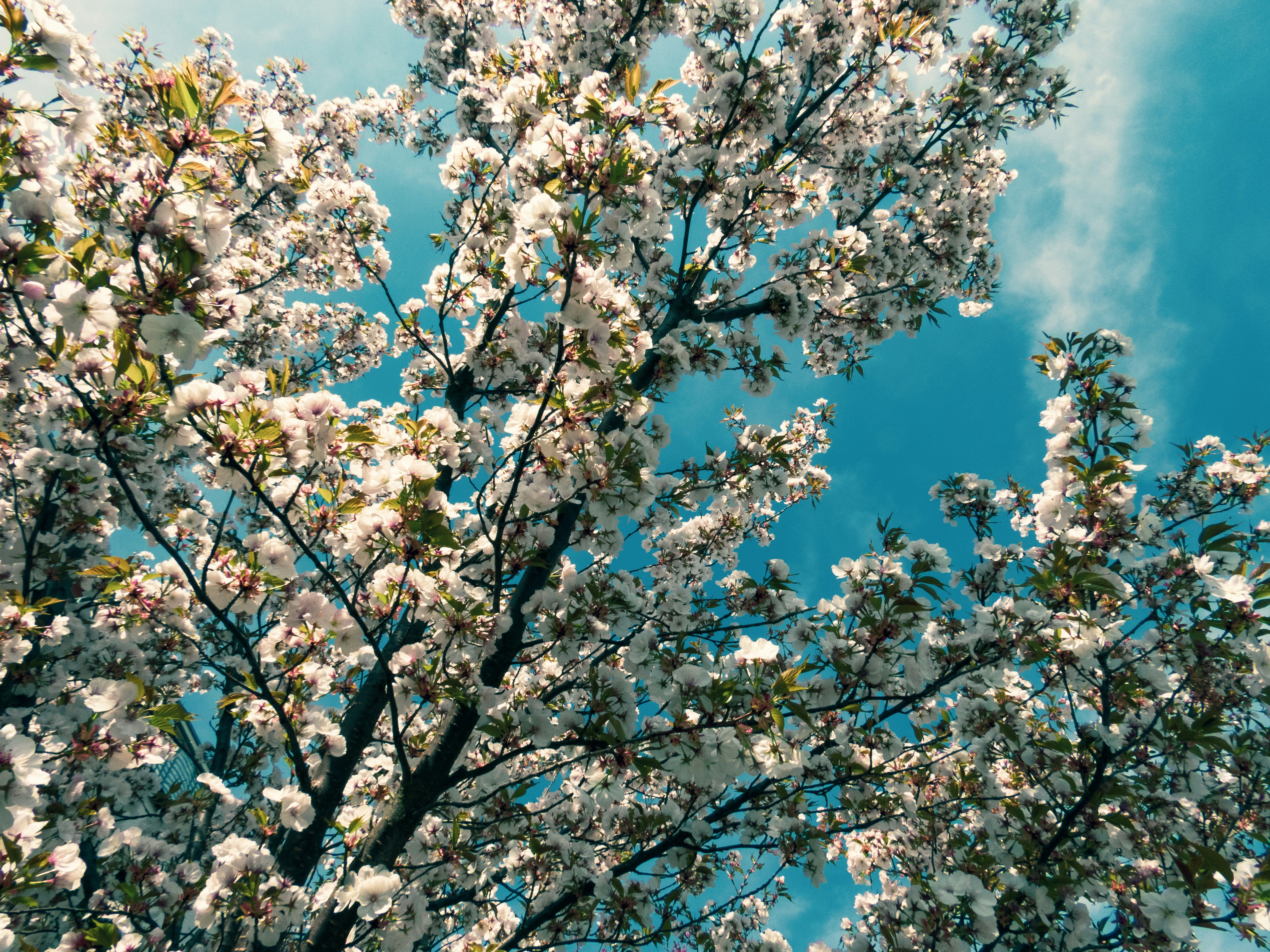 Lacework of White Blossoms Framing a Turquoise Spring Sky