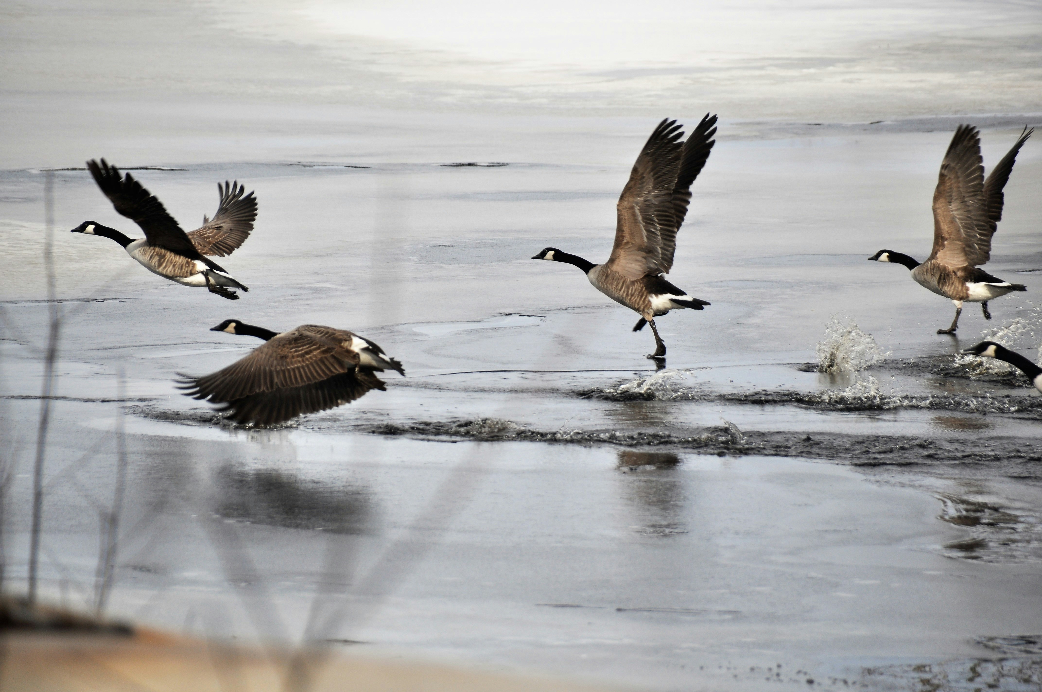 A group of birds fly over a body of water photo – Free Grey Image on ...