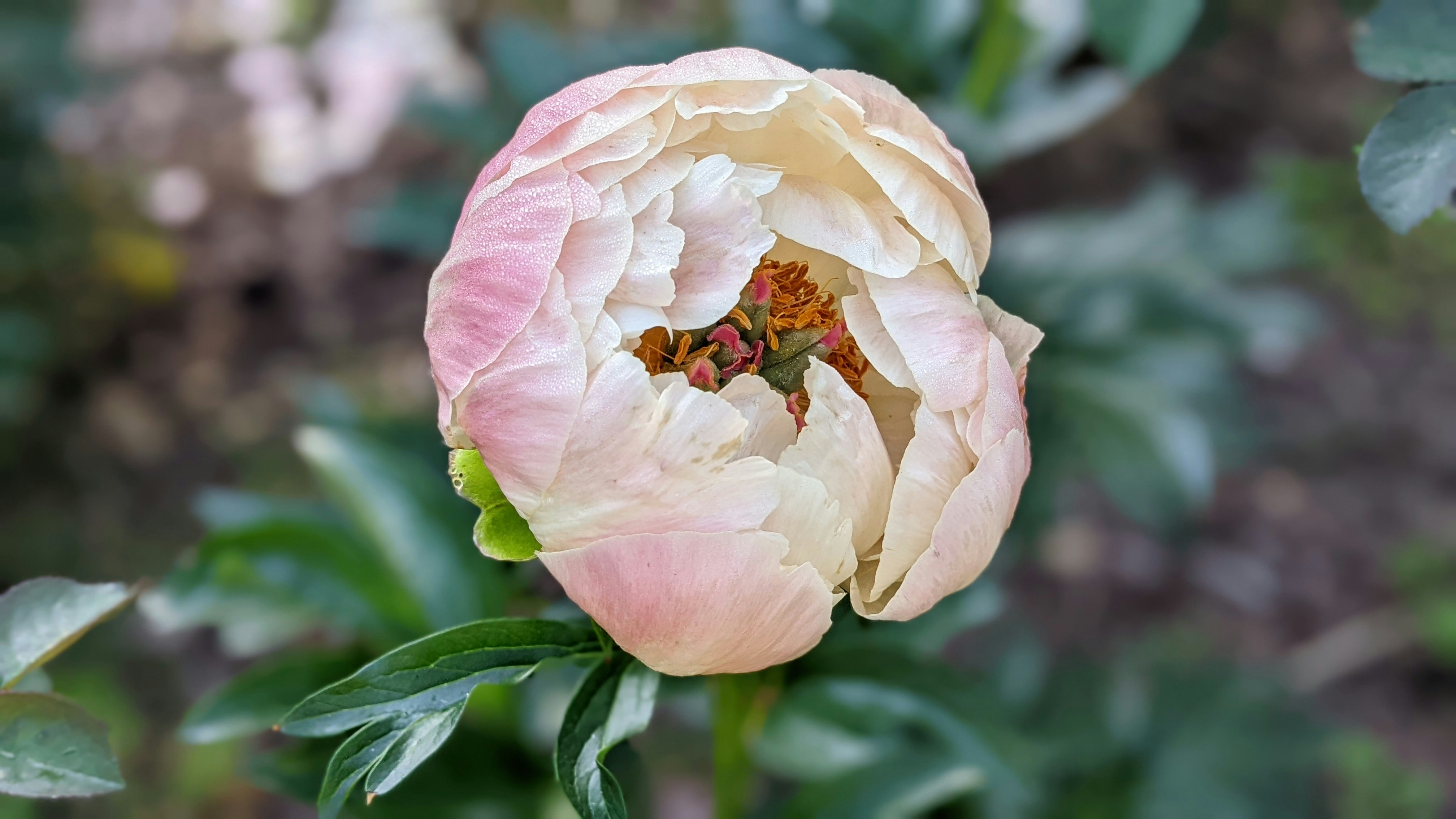 a close up of a flower