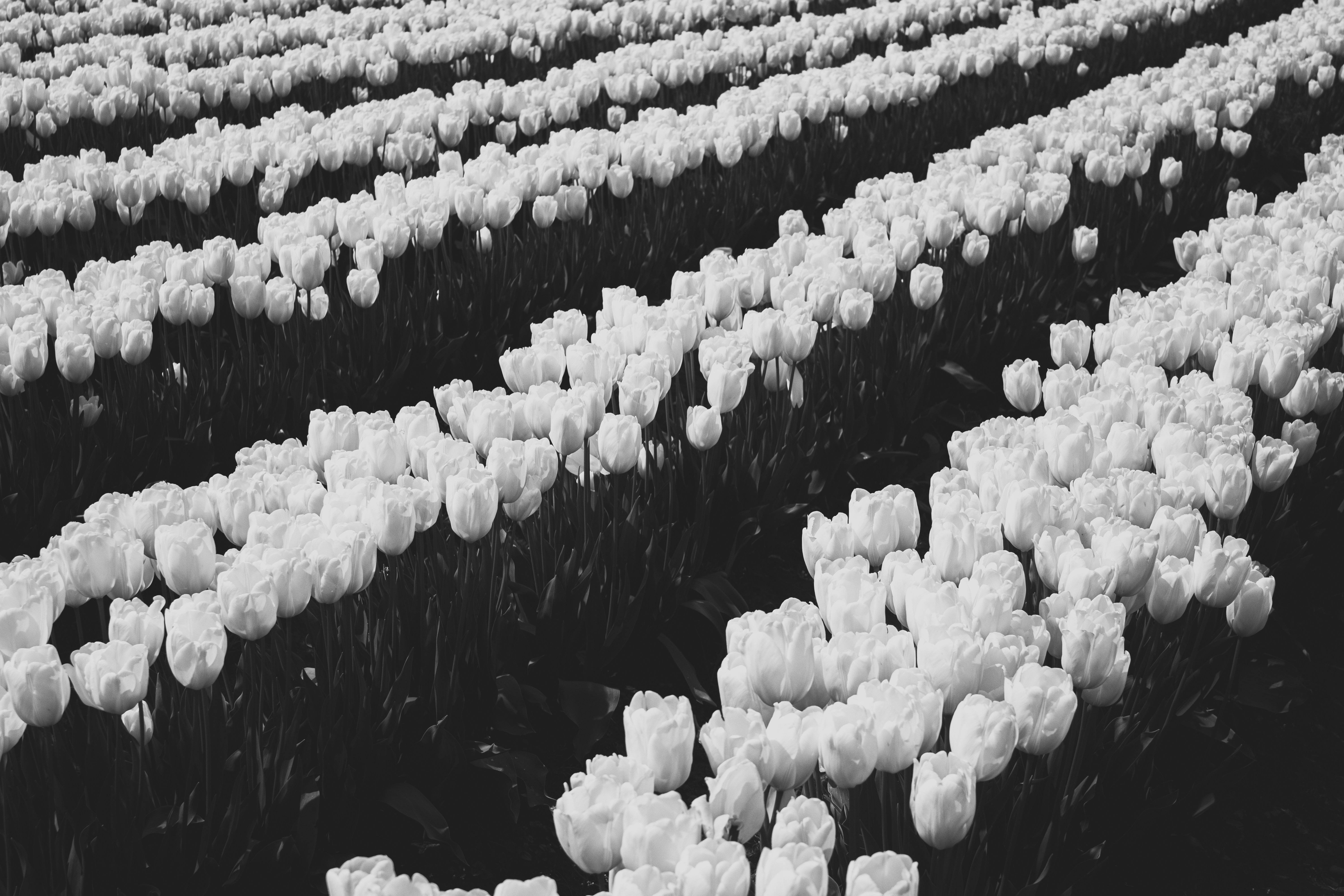 Monochrome Tulip Rows: A Quiet Ribbon of Bloom